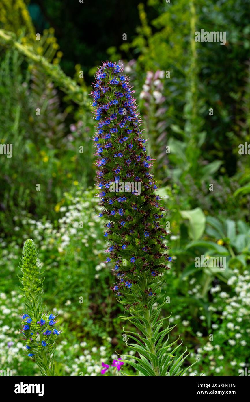 Echium candicans pride of Madeira purple flowers Stock Photo - Alamy