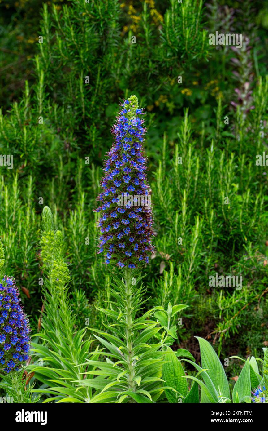 Echium candicans pride of Madeira purple flowers Stock Photo - Alamy