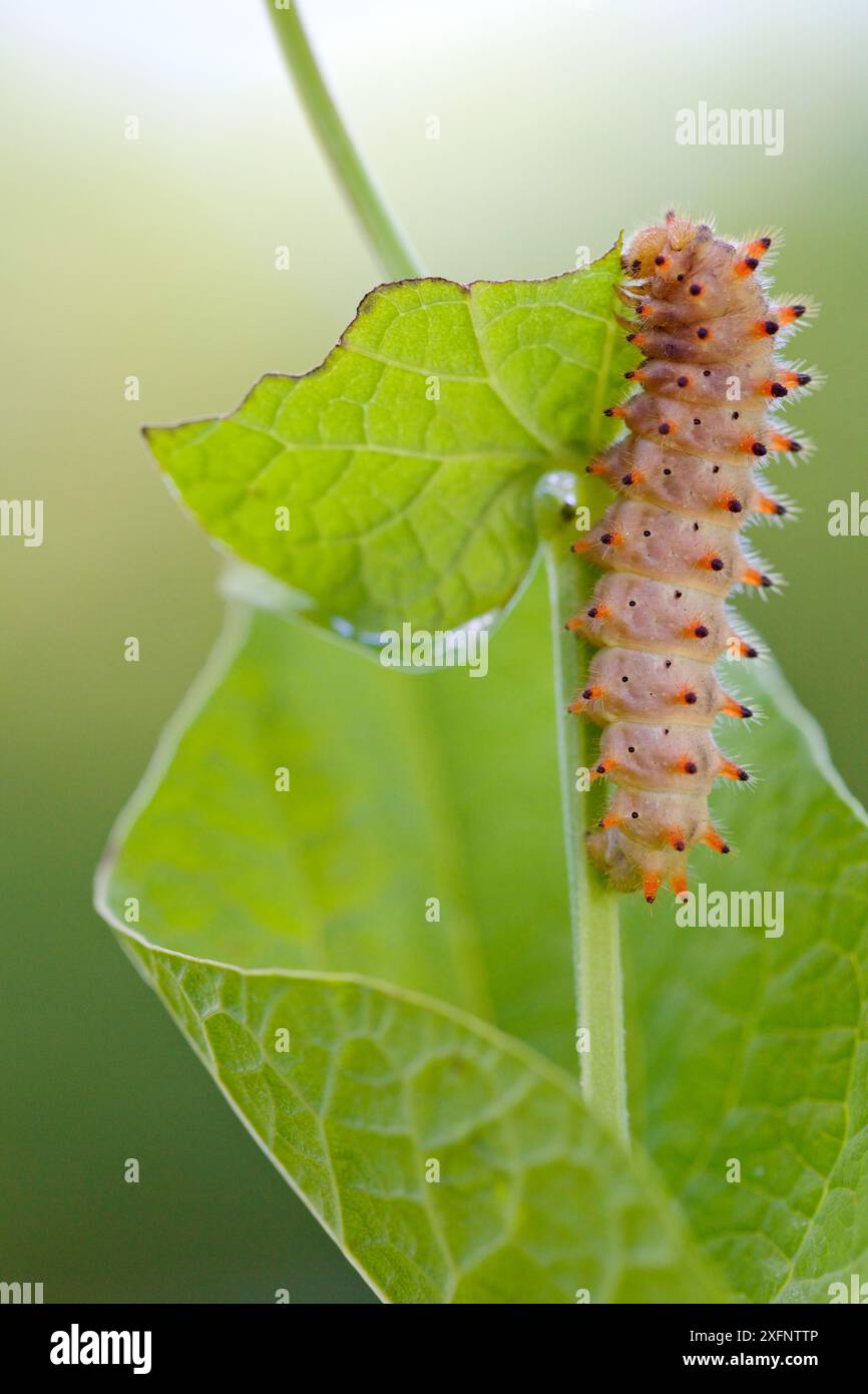 Southern Festoon butterfly caterpillar (Zerynthia polyxena), Gard ...