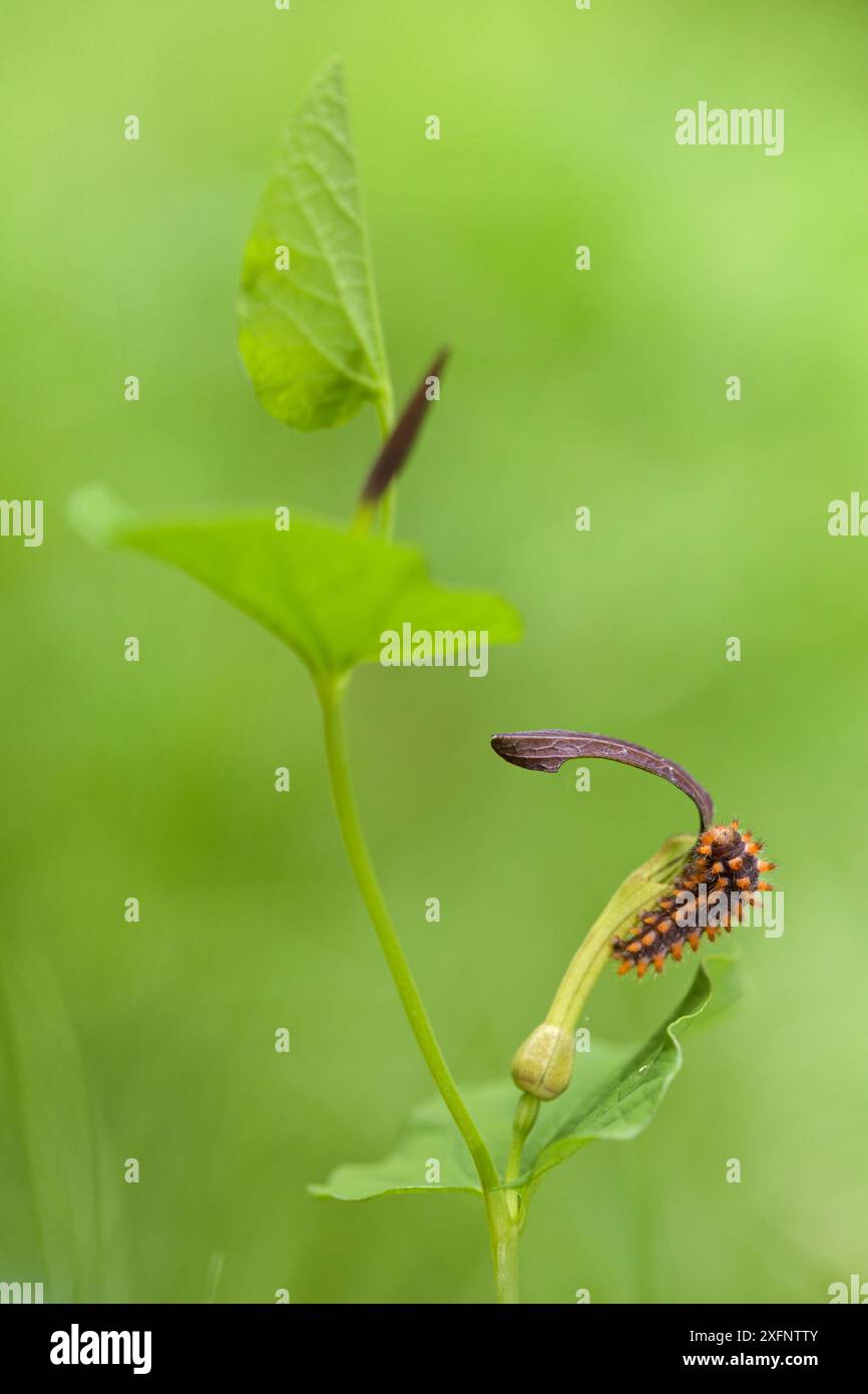 Southern Festoon butterfly caterpillar (Zerynthia polyxena), Gard ...