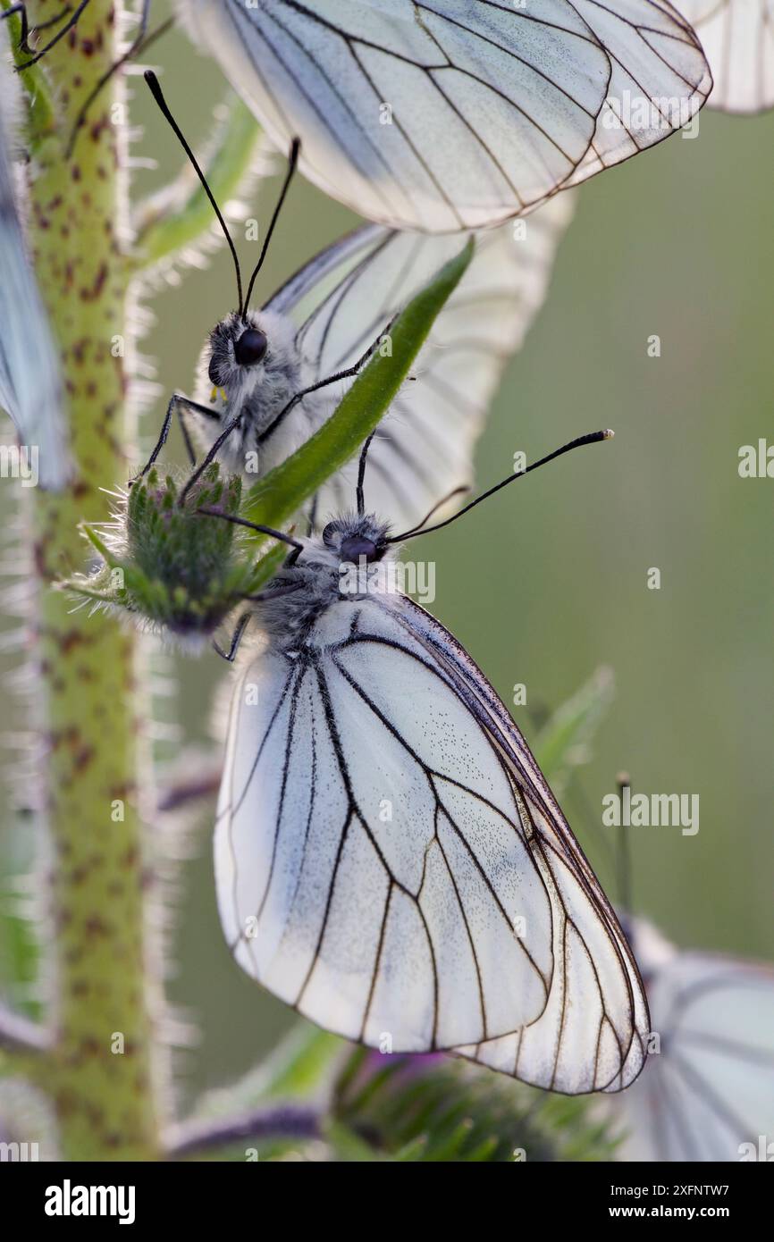 Black veined white butterflies (Aporia crataegi) large group roosting ...