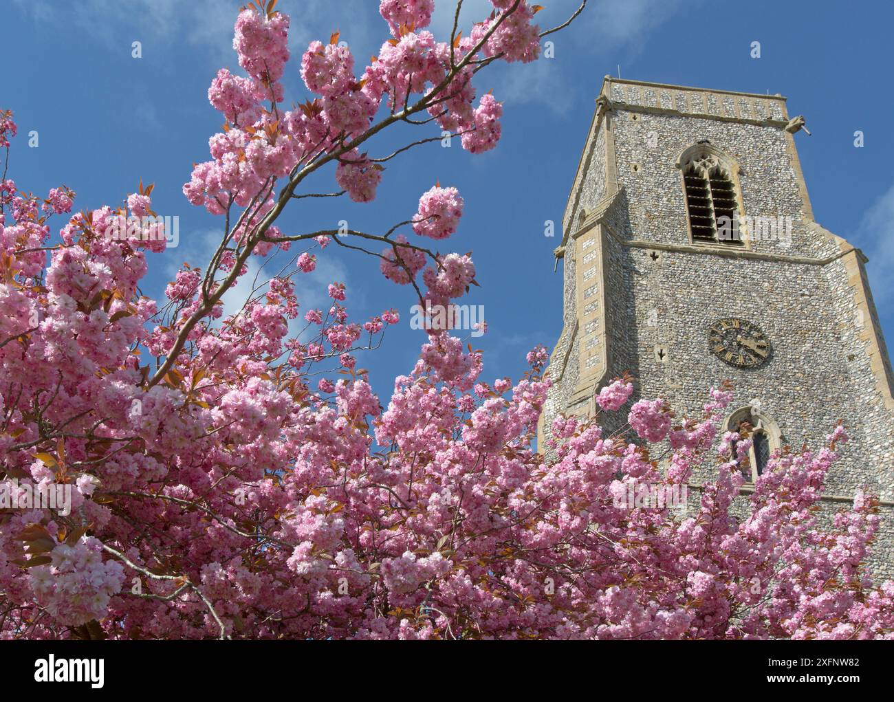 Cherry tree (Prunus) blossomin front of St Botolphs Church tower Trunch ...