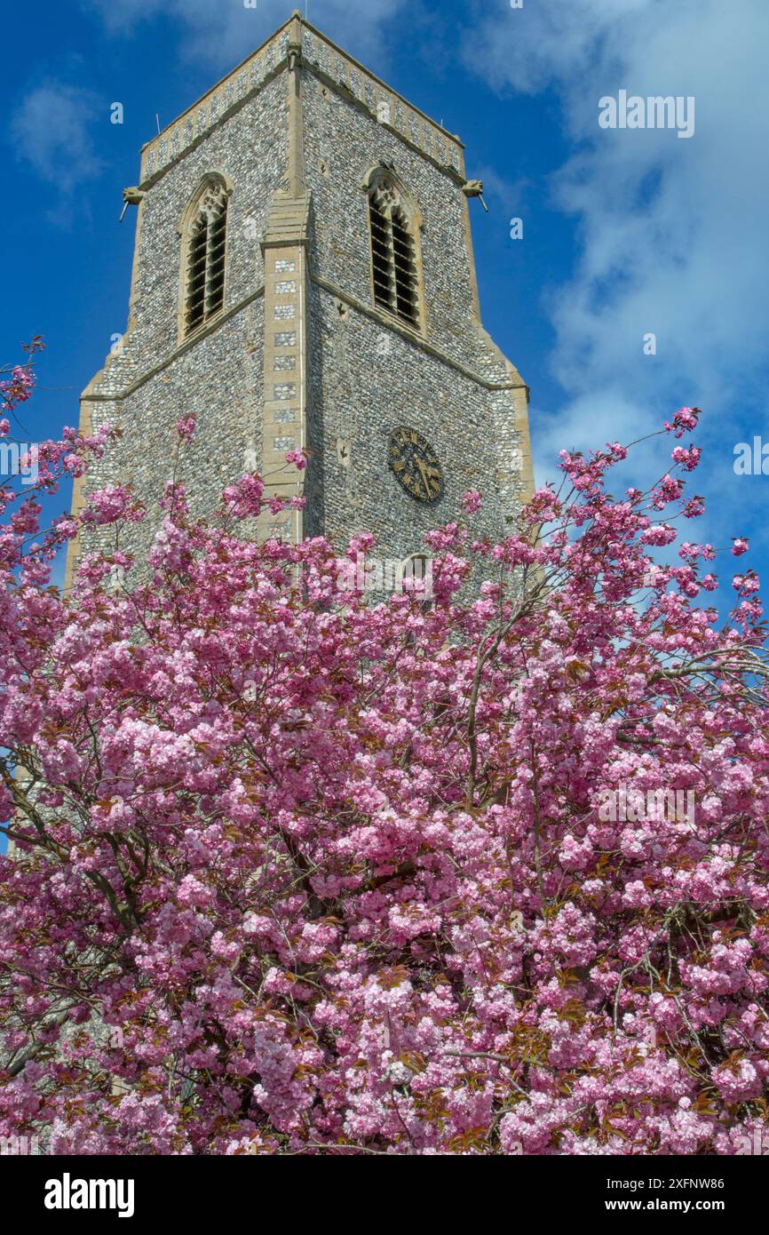 Cherry tree (Prunus) blossom in front of St Botolphs Church tower ...