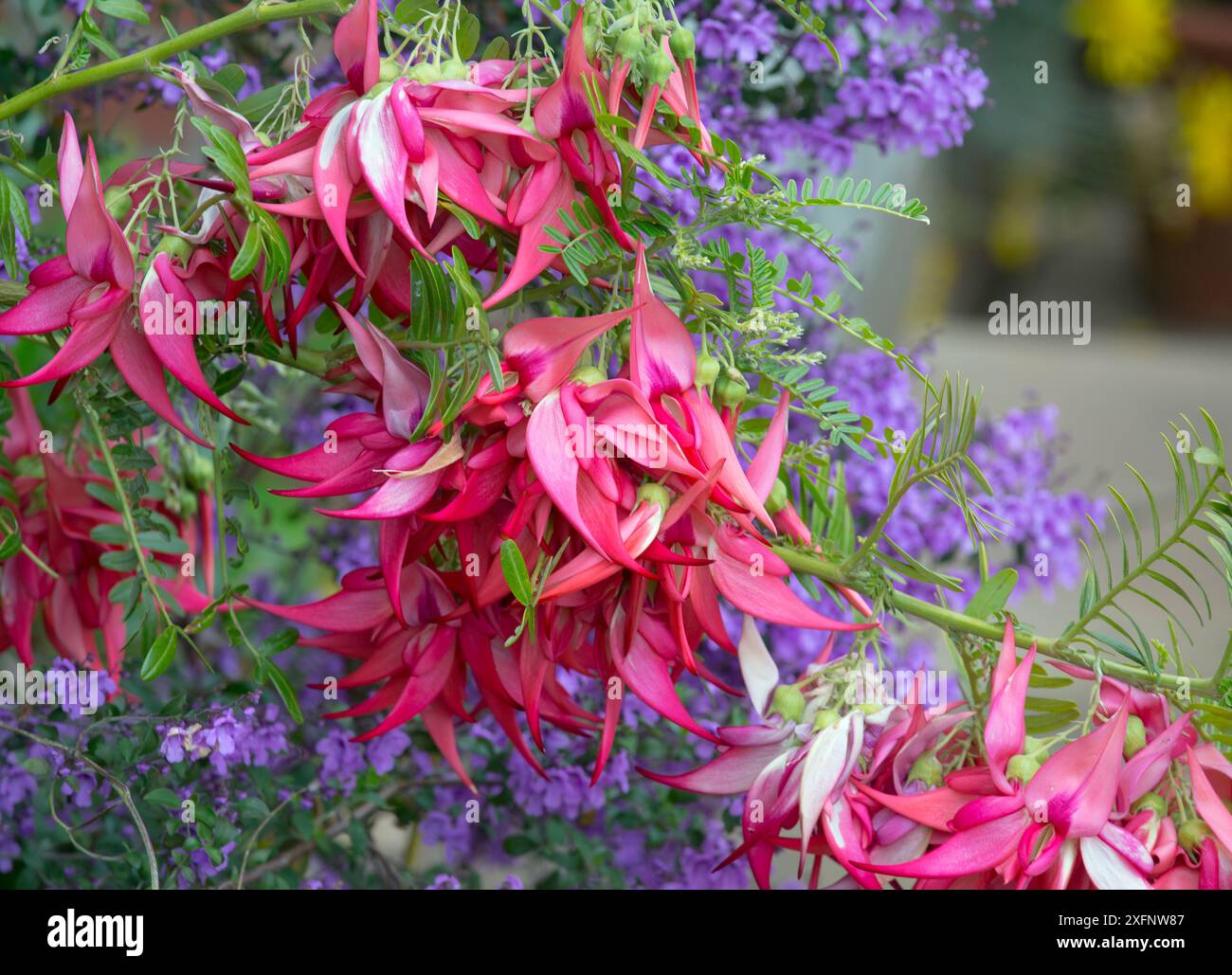 Clianthus puniceus uk hi-res stock photography and images - Alamy