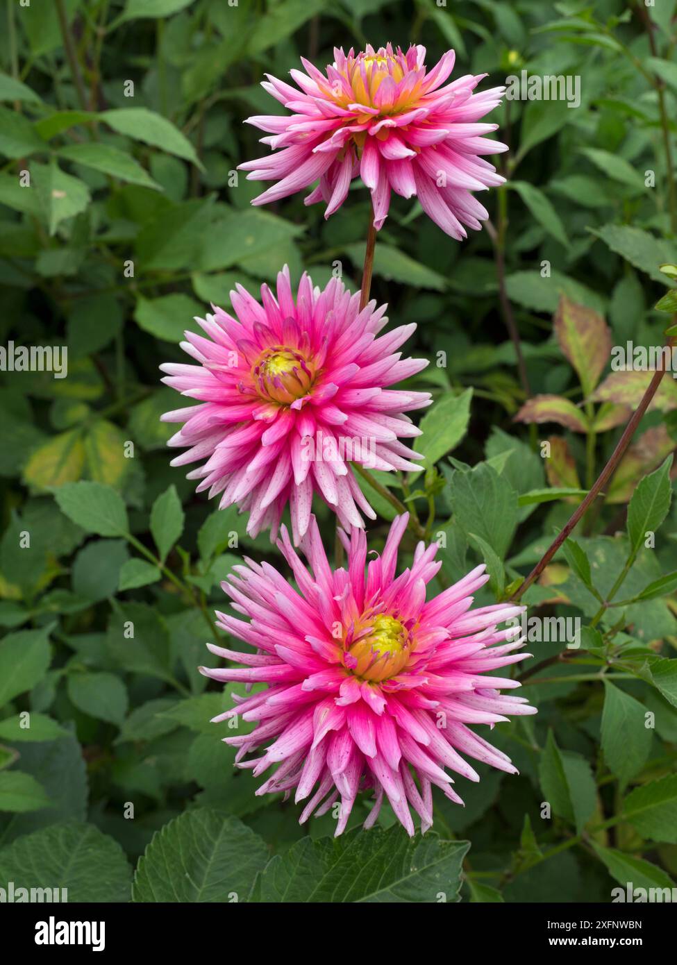 Dahlia 'Catherine Ireland' flower in garden. England, UK Stock Photo ...
