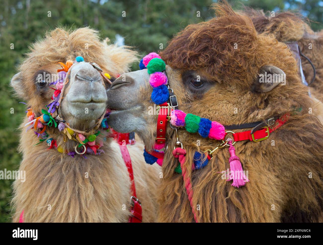 Domesticated Bactrian camels (Camelus bactrianus) with colourful ...