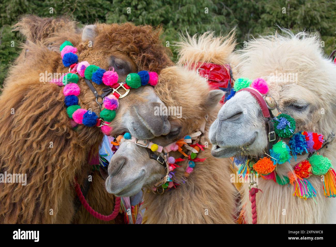 Domesticated Bactrian camels (Camelus bactrianus) with colourful ...