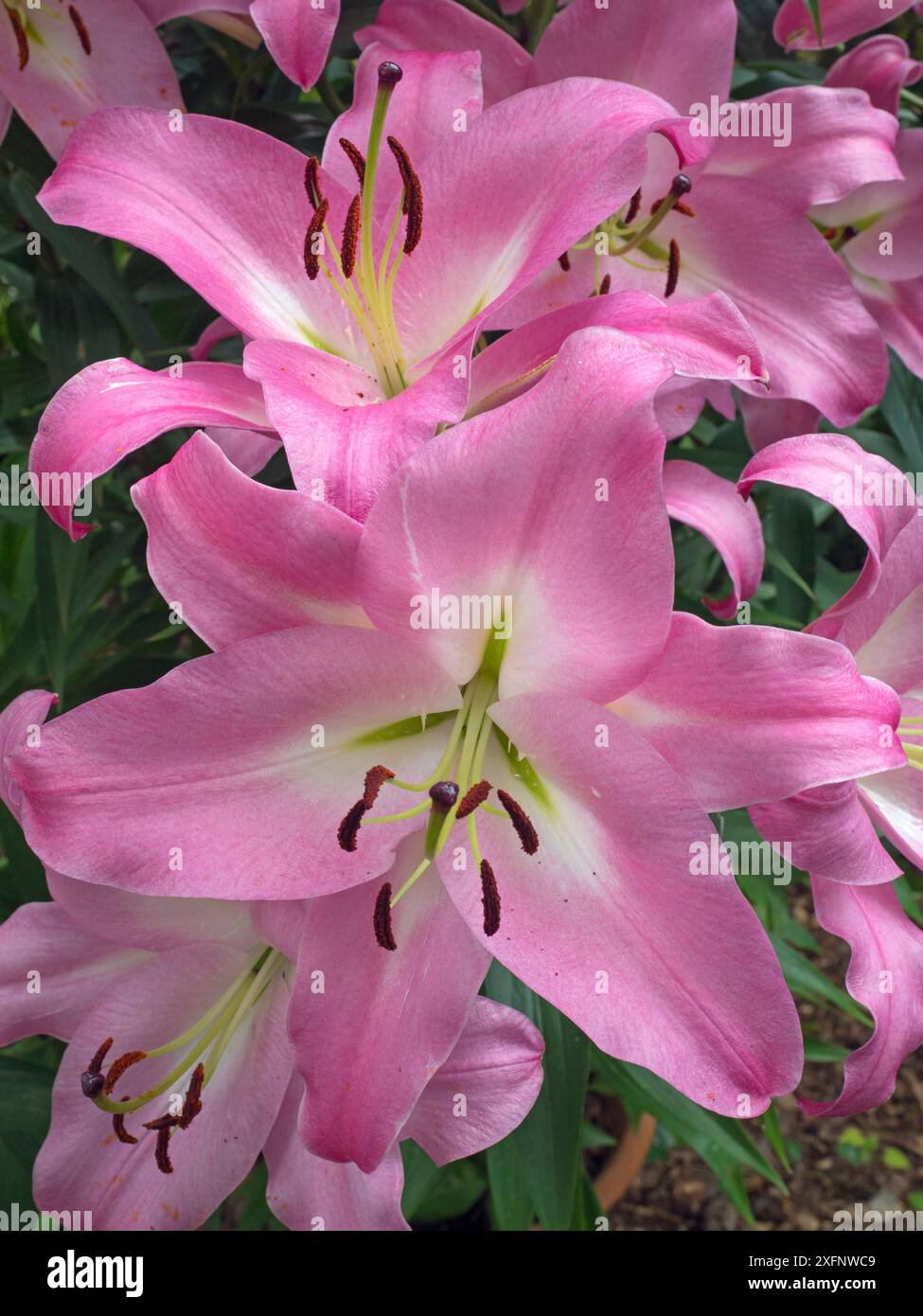Pink Day lily (Hemerocallis) flower showing pistil and stamens in garden. England, UK Stock ...