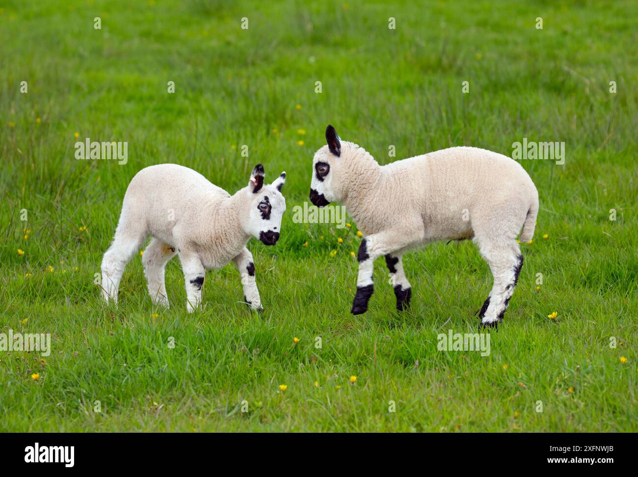 Kerry Hill domestic sheep, two spring lambs head butting, England, UK ...