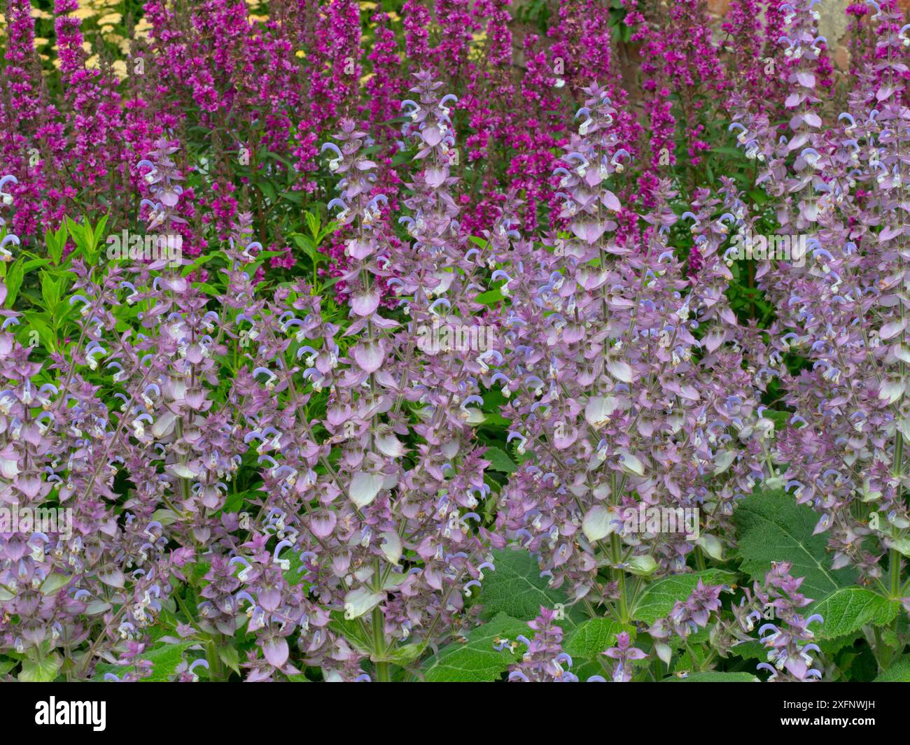 Loosestrife (Lythrum virgatum) 'Dropmore Purple' in flower garden ...