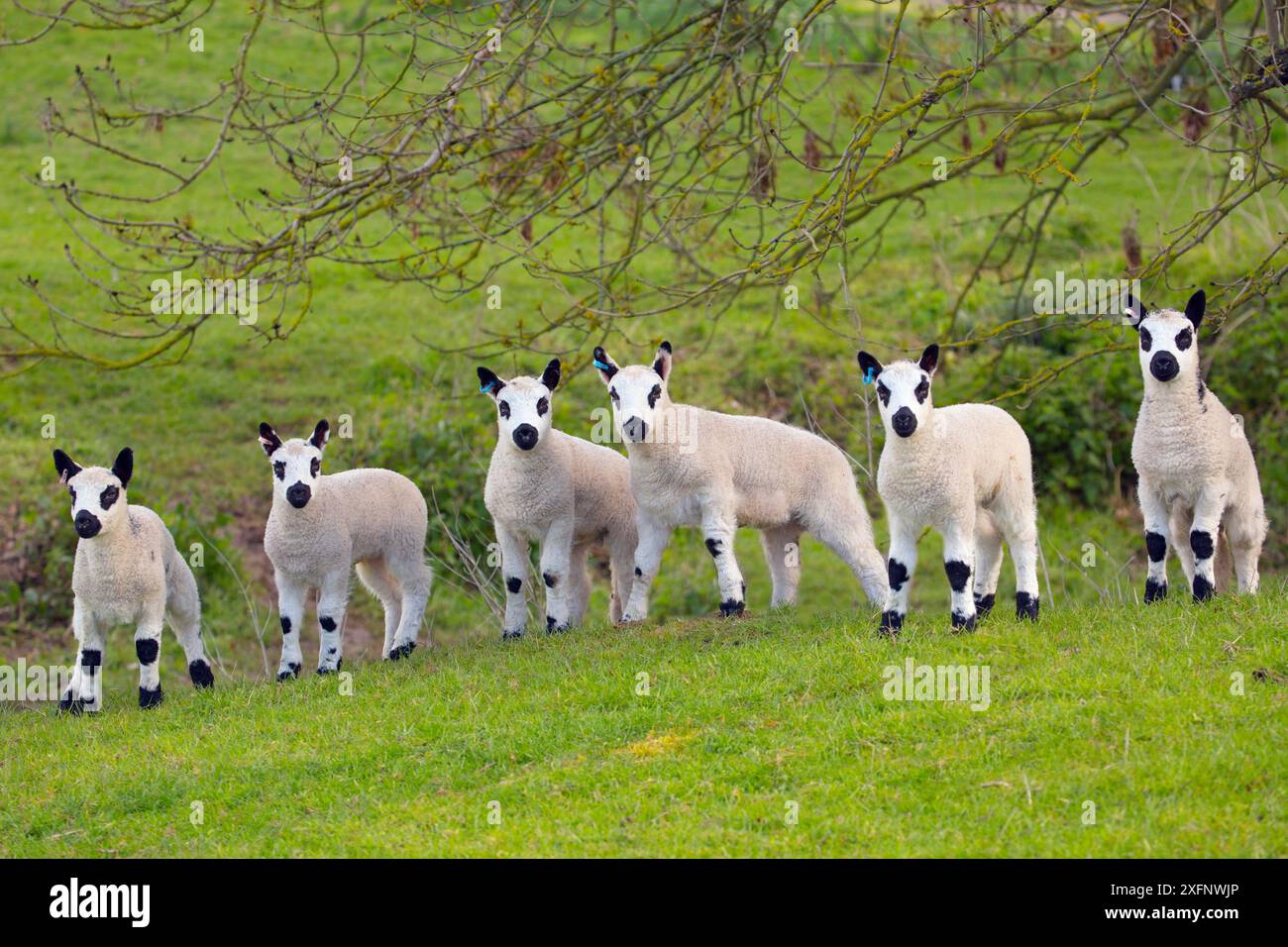 Kerry Hill domestic sheep, six spring lambs. England, UK Stock Photo ...