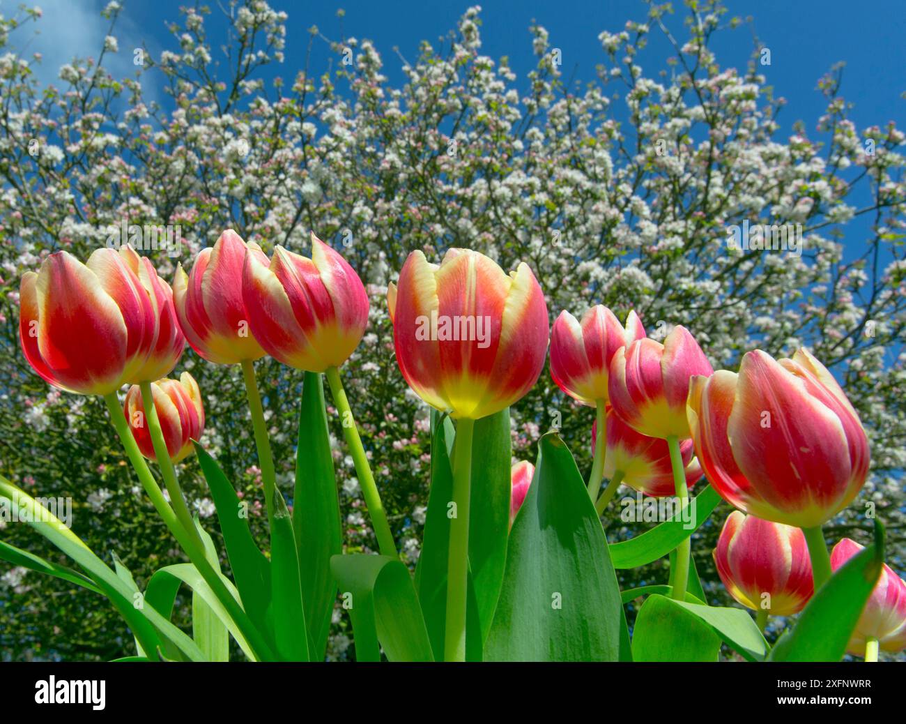 Cultivated tulips (Tulipa) with Apple blossom (Malus domestica) in ...
