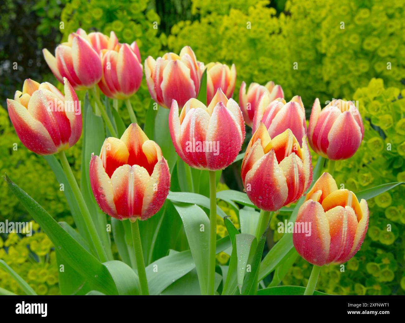 Cultivated garden tulips (Tulipa) with raindrops and Spurge (Euphorbia ...