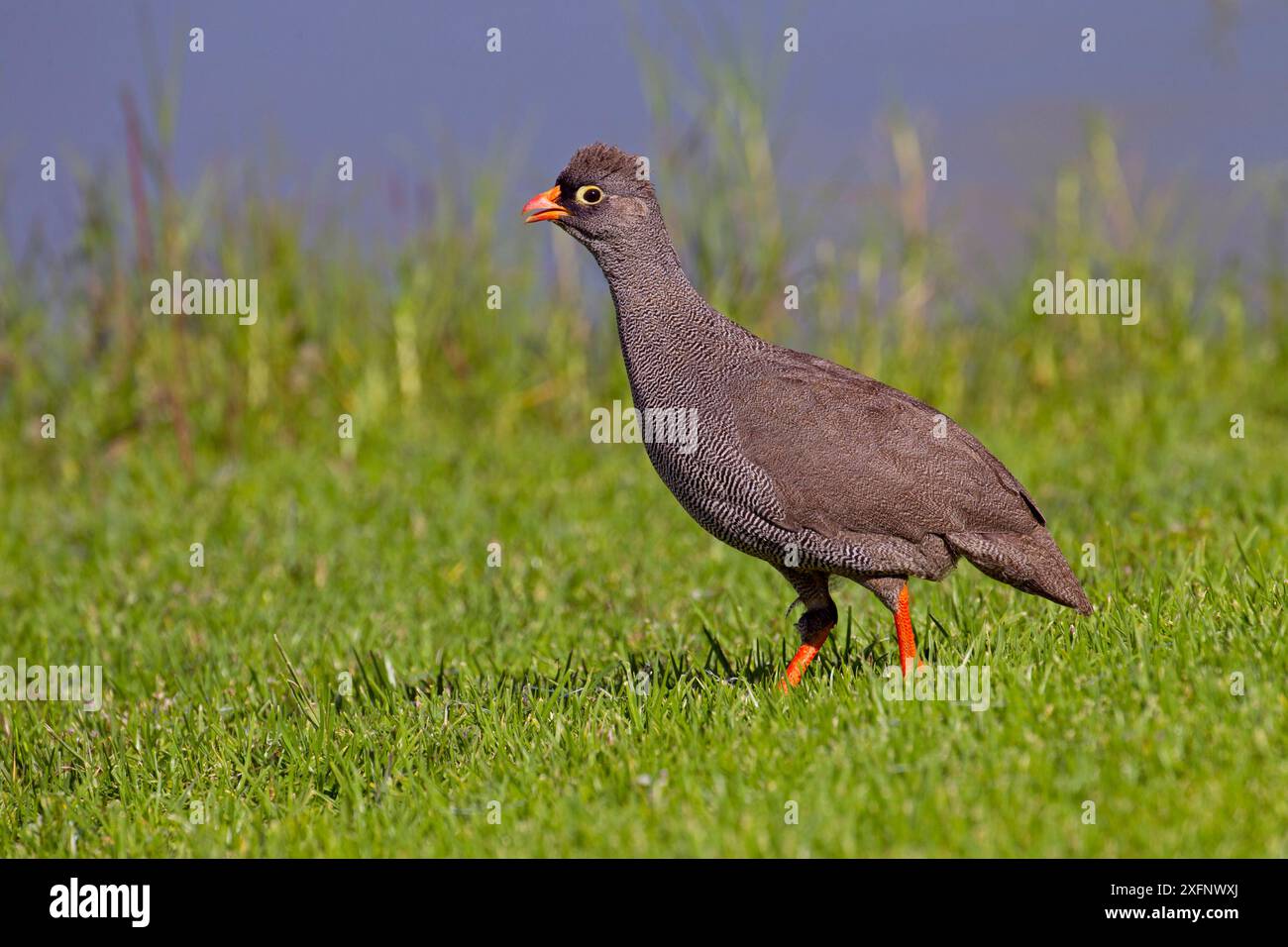 Red billed spurfowl pternistis adspersus hi-res stock photography and ...