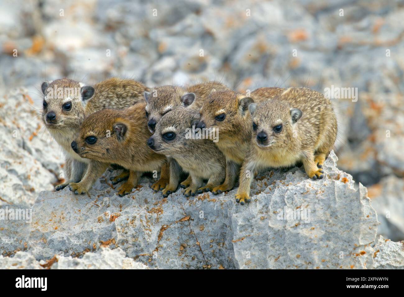 Rock hyrax (Procavia capensis) family on rock, Namibia Stock Photo - Alamy