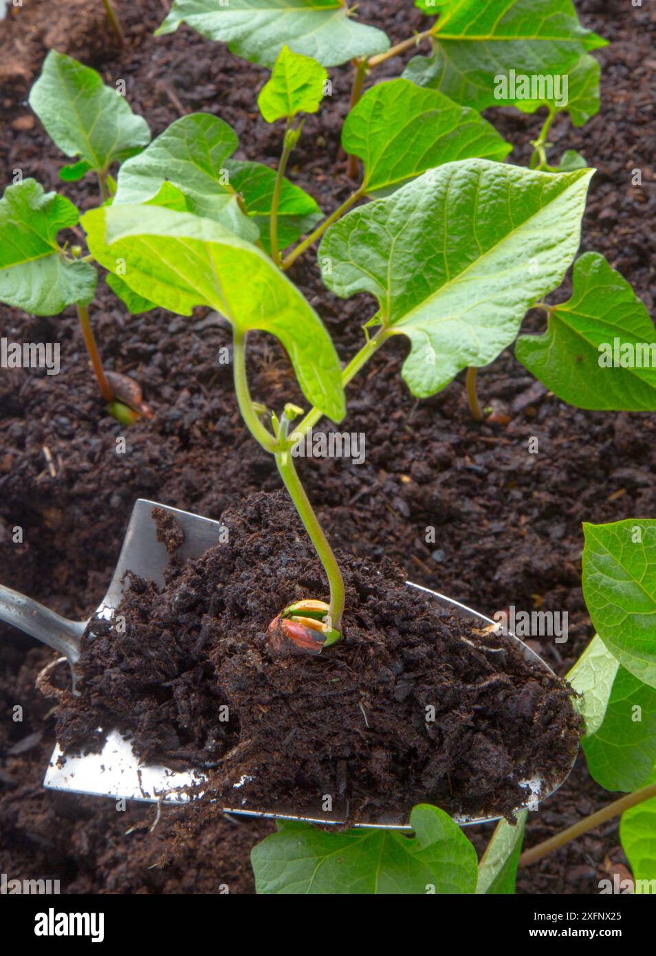 Runner bean (Phaseolus coccineus) seedling ready to be planted in ...