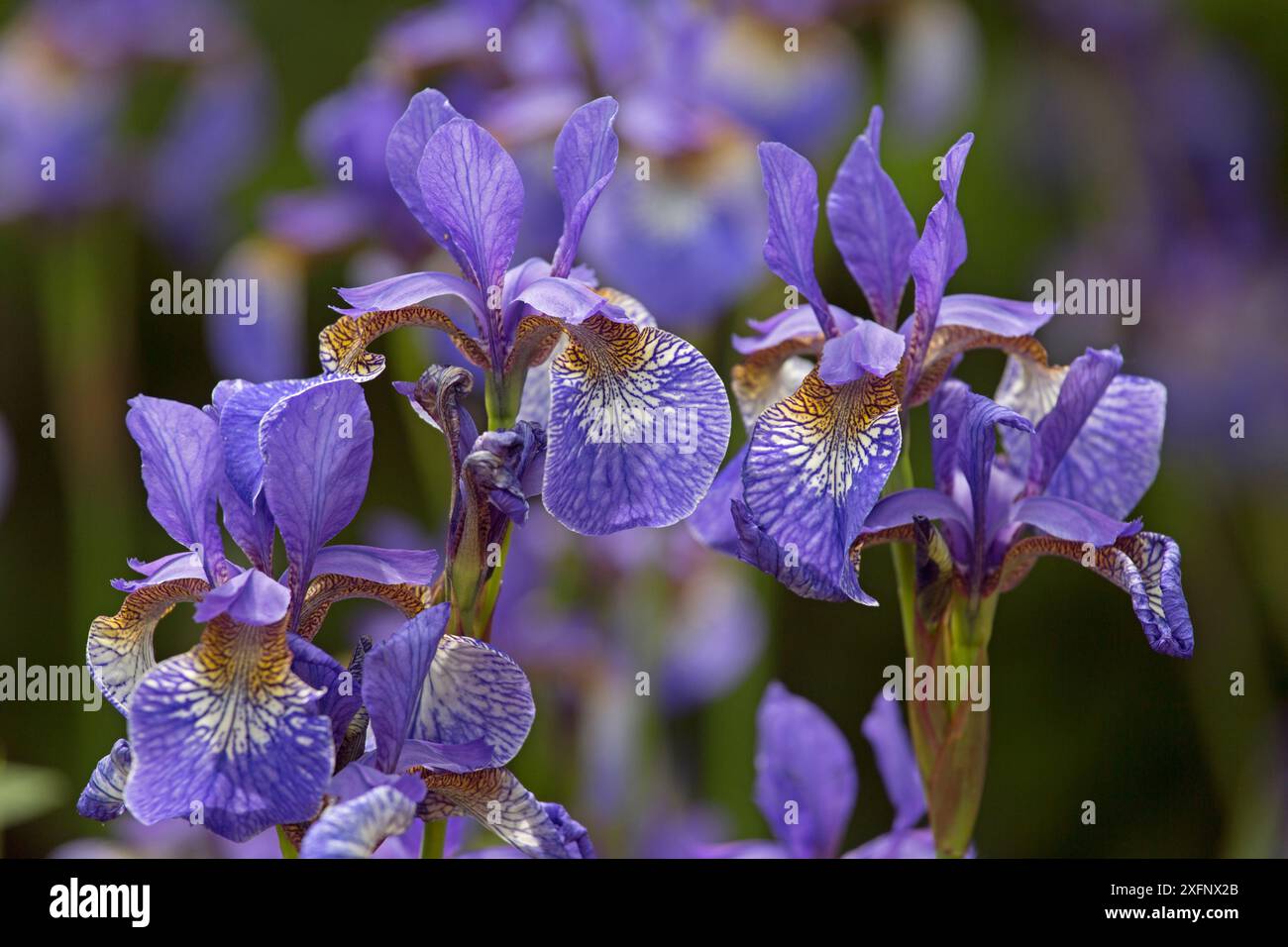 Siberian Iris (Iris sibirica) in flower in garden. England, UK Stock ...