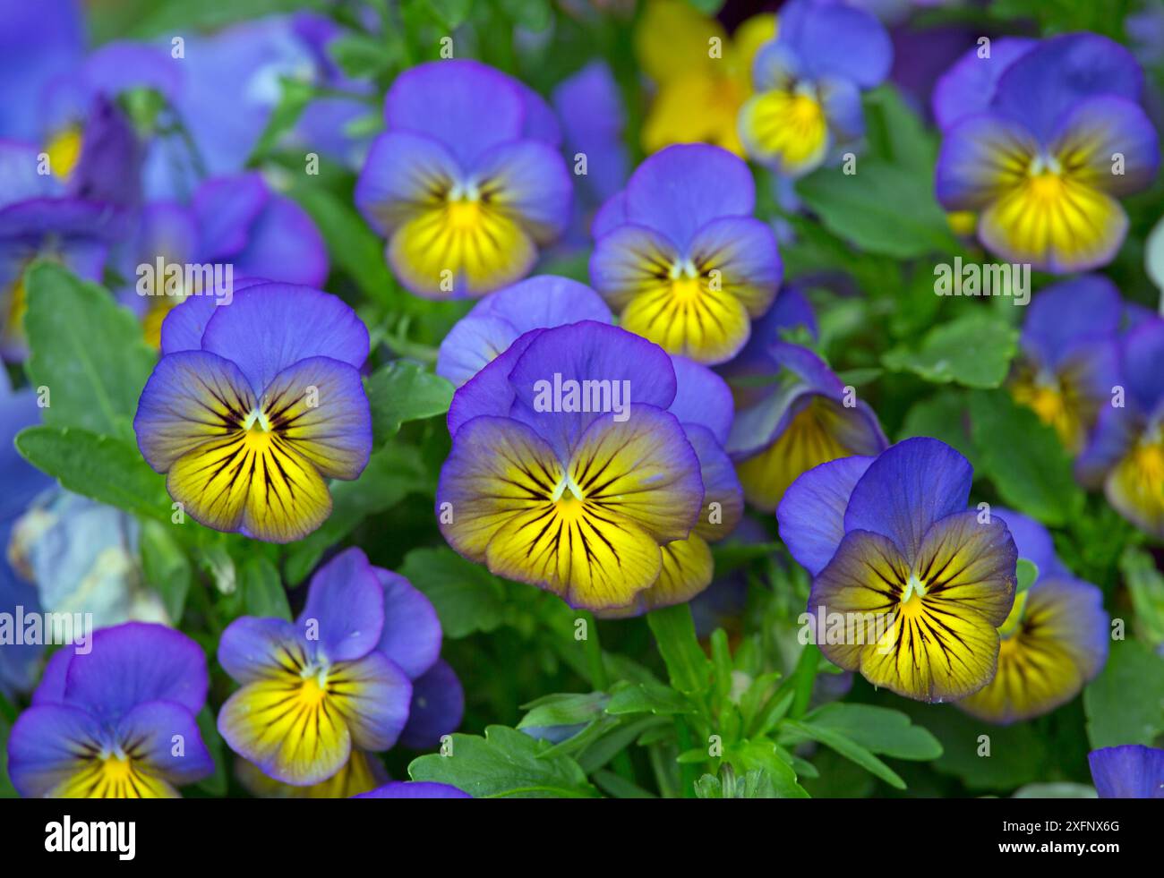 Domestic breed of Horned pansy (Viola cornuta) England, UK Stock Photo ...