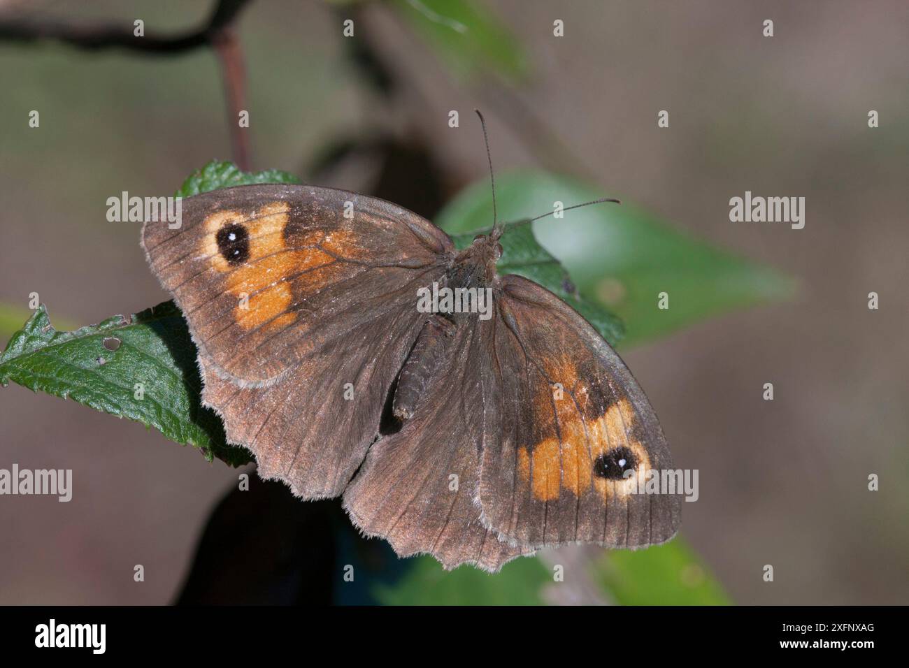 Meadow brown butterfly (Maniola jurtina), Sark, Channel Islands, August ...