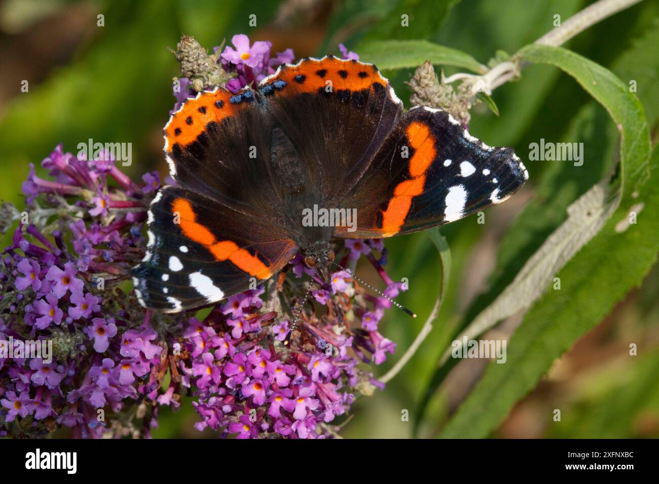 Red admiral butterfly (Vanessa atalanta) feeding on ivy, Sark, British ...