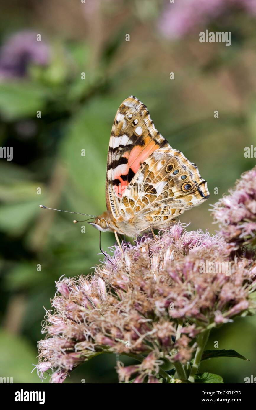 Painted lady butterfly (Vanessa cardui), Sark, British Channel Islands ...