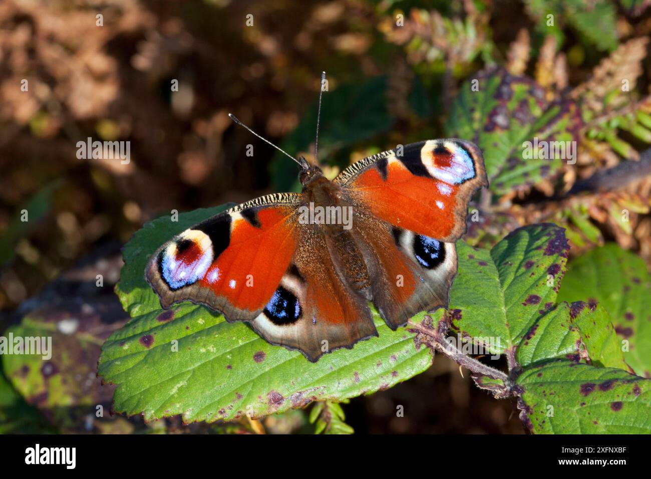 Arthropoda islands hi-res stock photography and images - Alamy