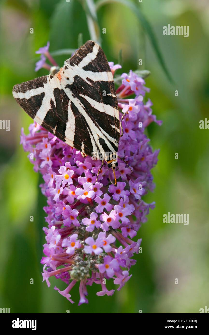 Jersey tiger moth (Euplagia quadripunctaria) on buddleia, Sark, British ...