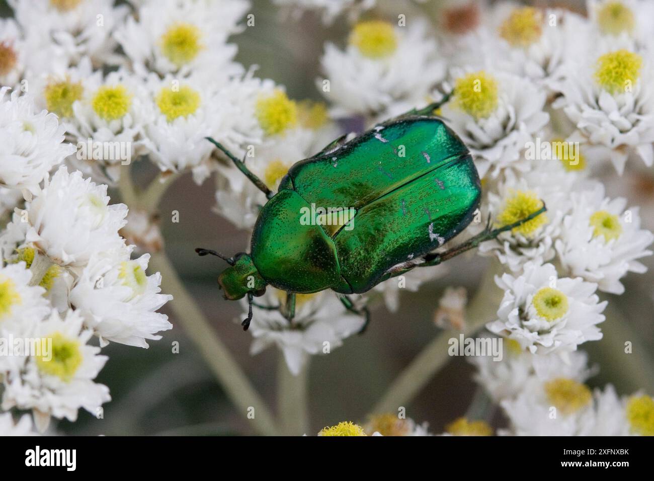 Rose chafer beetle (Cetonia aurata), Sark, Biritsh Channel Islands ...