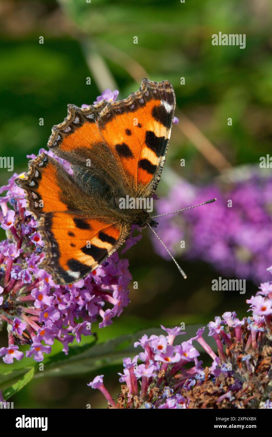 Small tortoiseshell butterfly (Aglais urticae) on buddleia, Sark ...