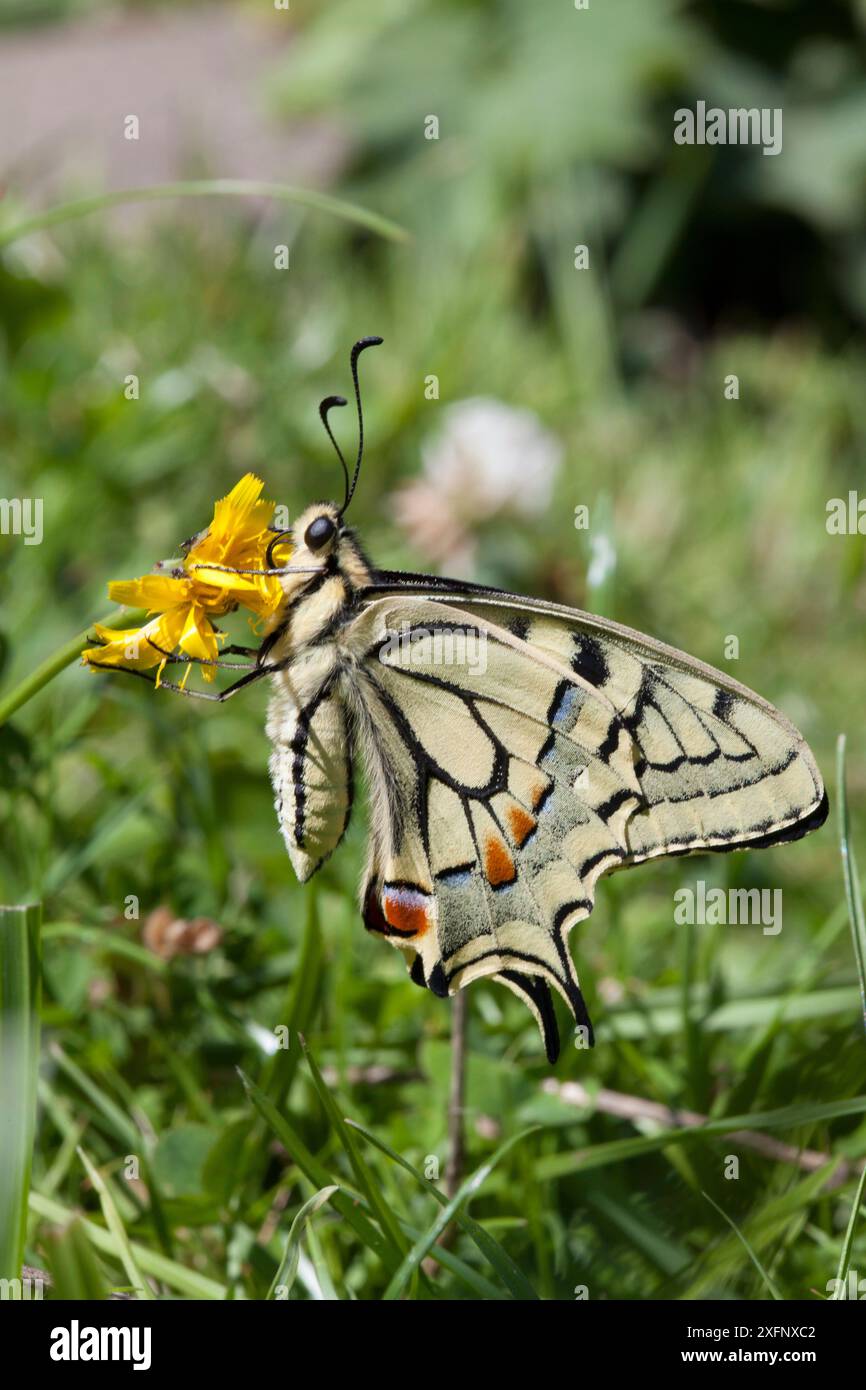 Swallowtail butterfy (Papilio machaon), Sark, British Channel Islands ...