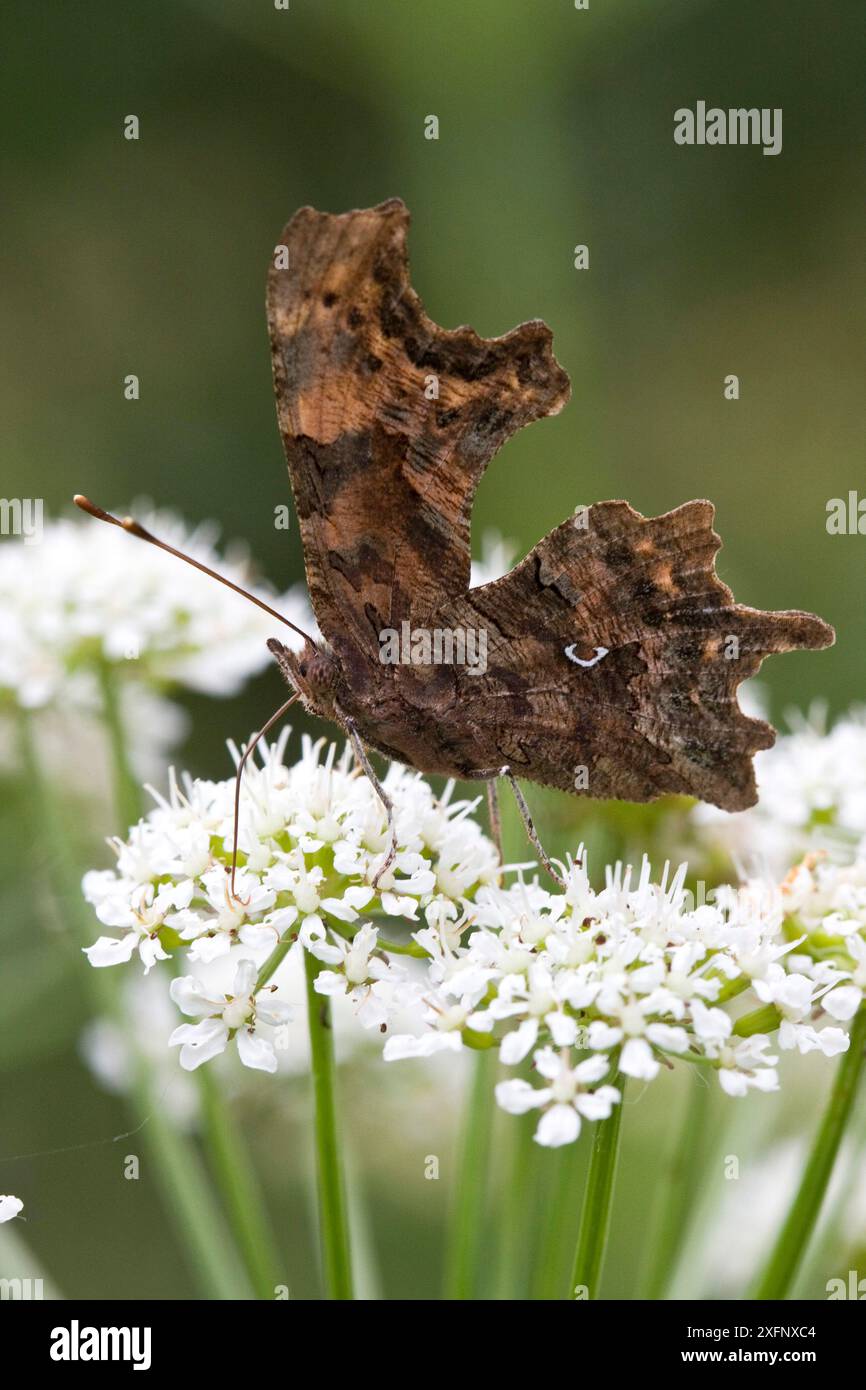 Comma Butterfly (Polygonia c-album), Jersey, British Channel Island ...