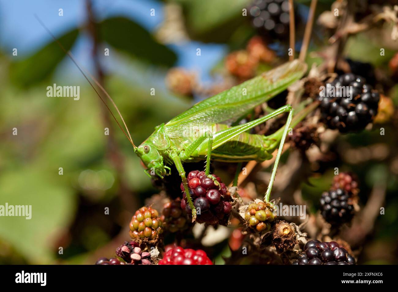 Great green bush-cricket (Tettigonia viridissima) on blackberry, Sark ...