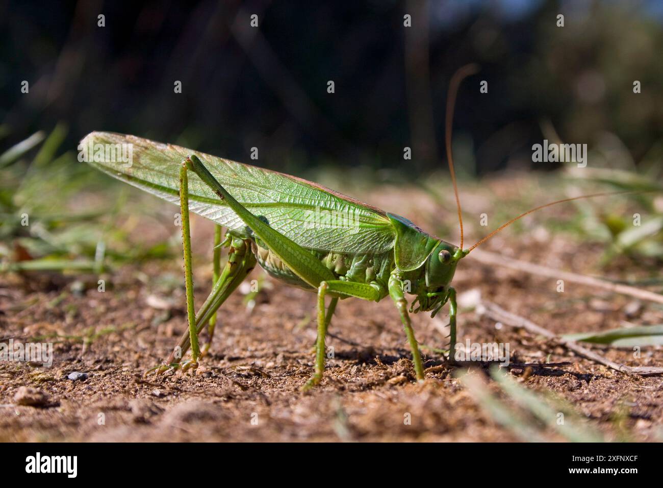 Great green bush-cricket (Tettigonia viridissima) female laying eggs ...