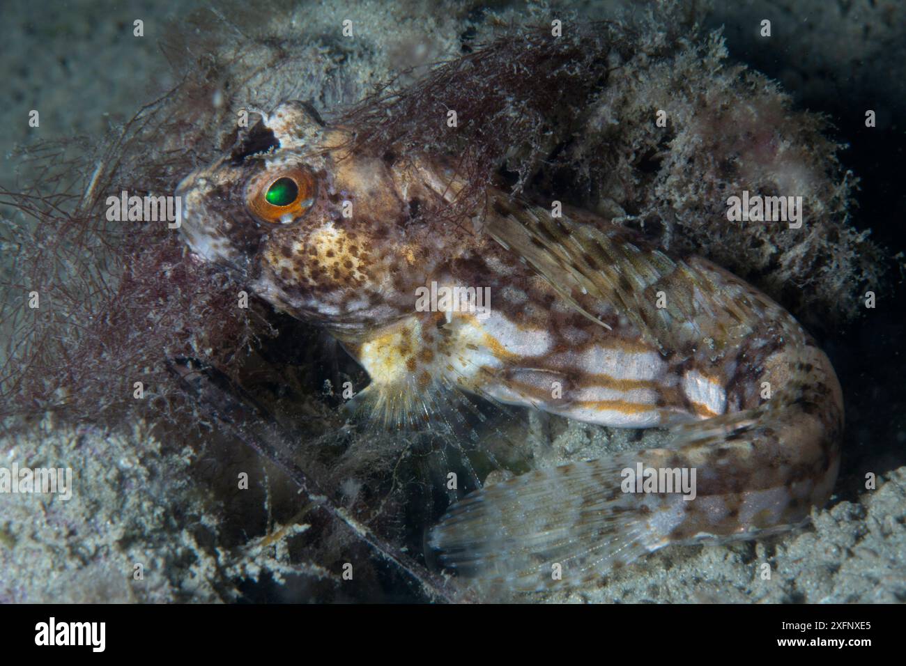 Butterfly blenny (Blennius ocellaris) Jersey, British Channel Islands ...