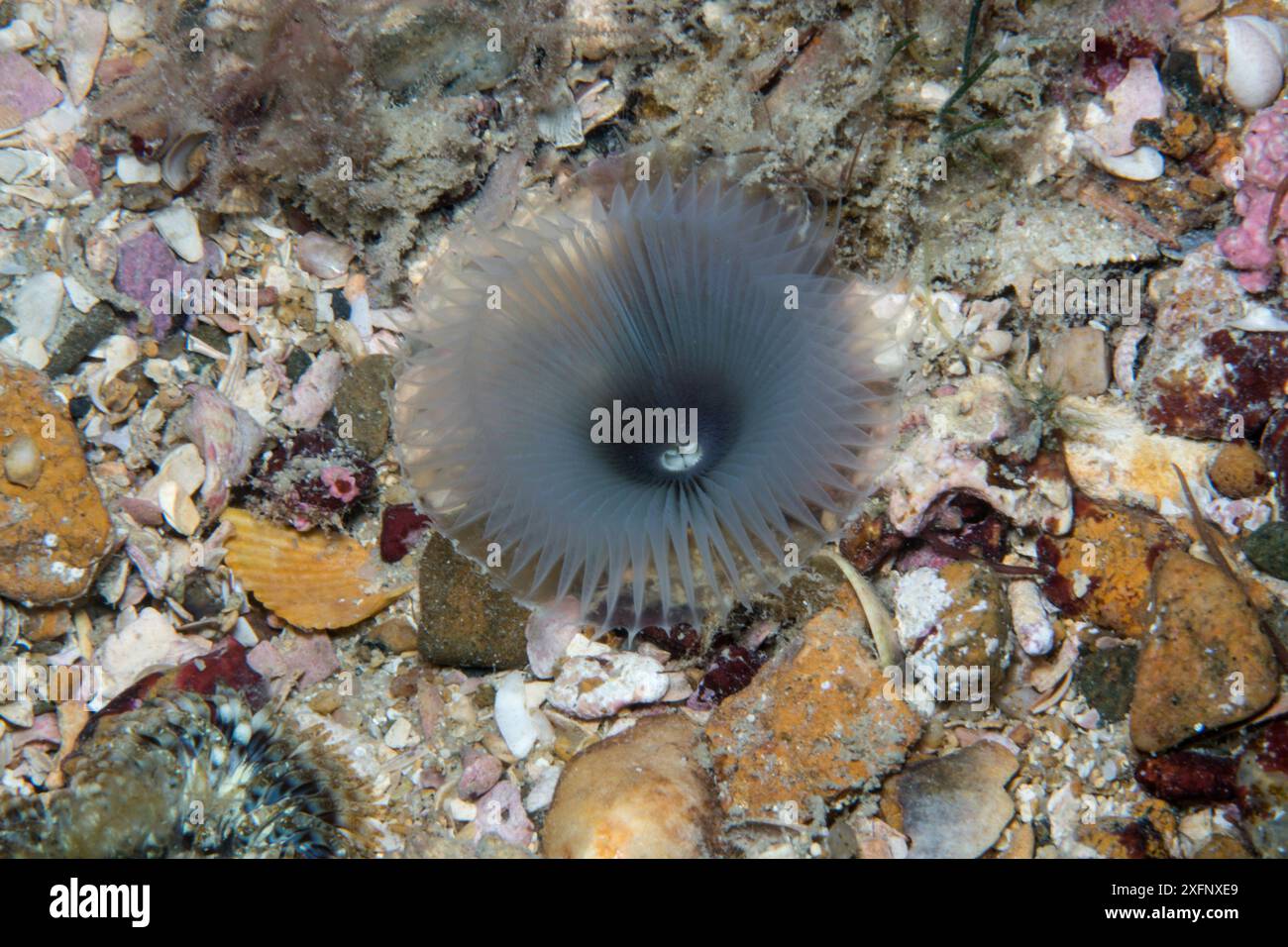 Eye lash worm (Myxicola infundibulum) Les Ecrehous, Jersey, British ...