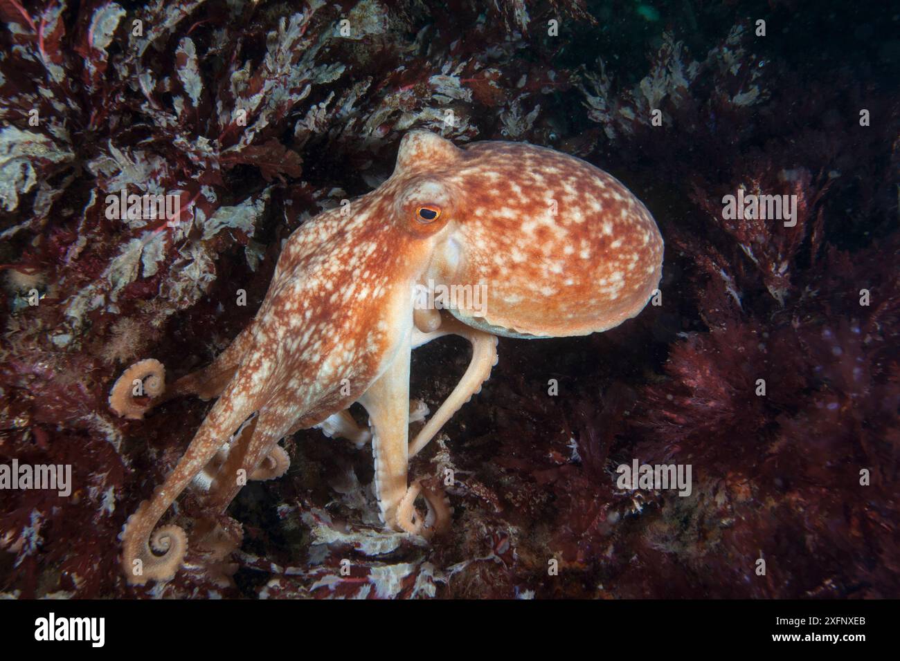 Octopus uk underwater hi-res stock photography and images - Alamy