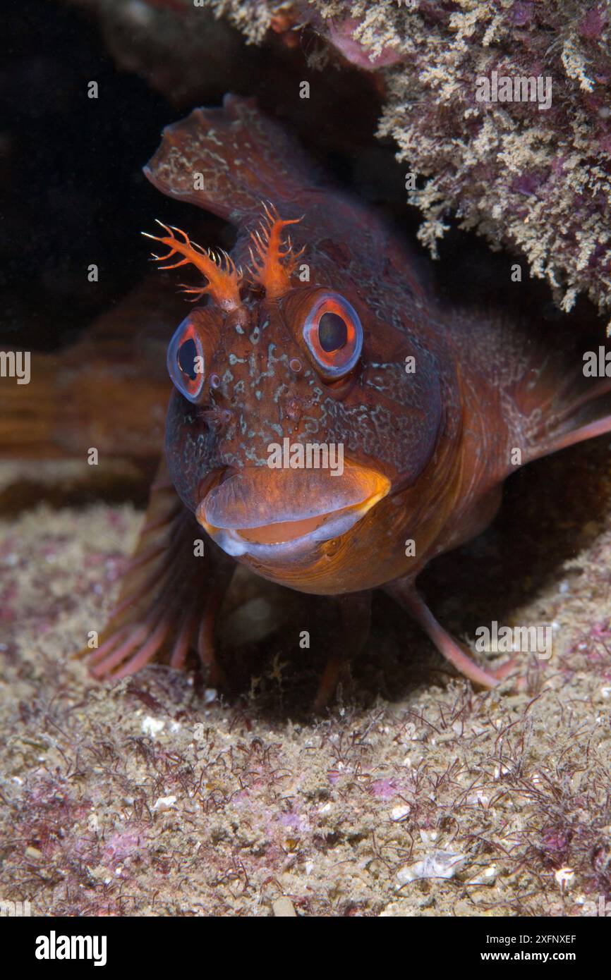 Tompot blenny (Parablennius gattorugine) Sark, British Channel Islands ...
