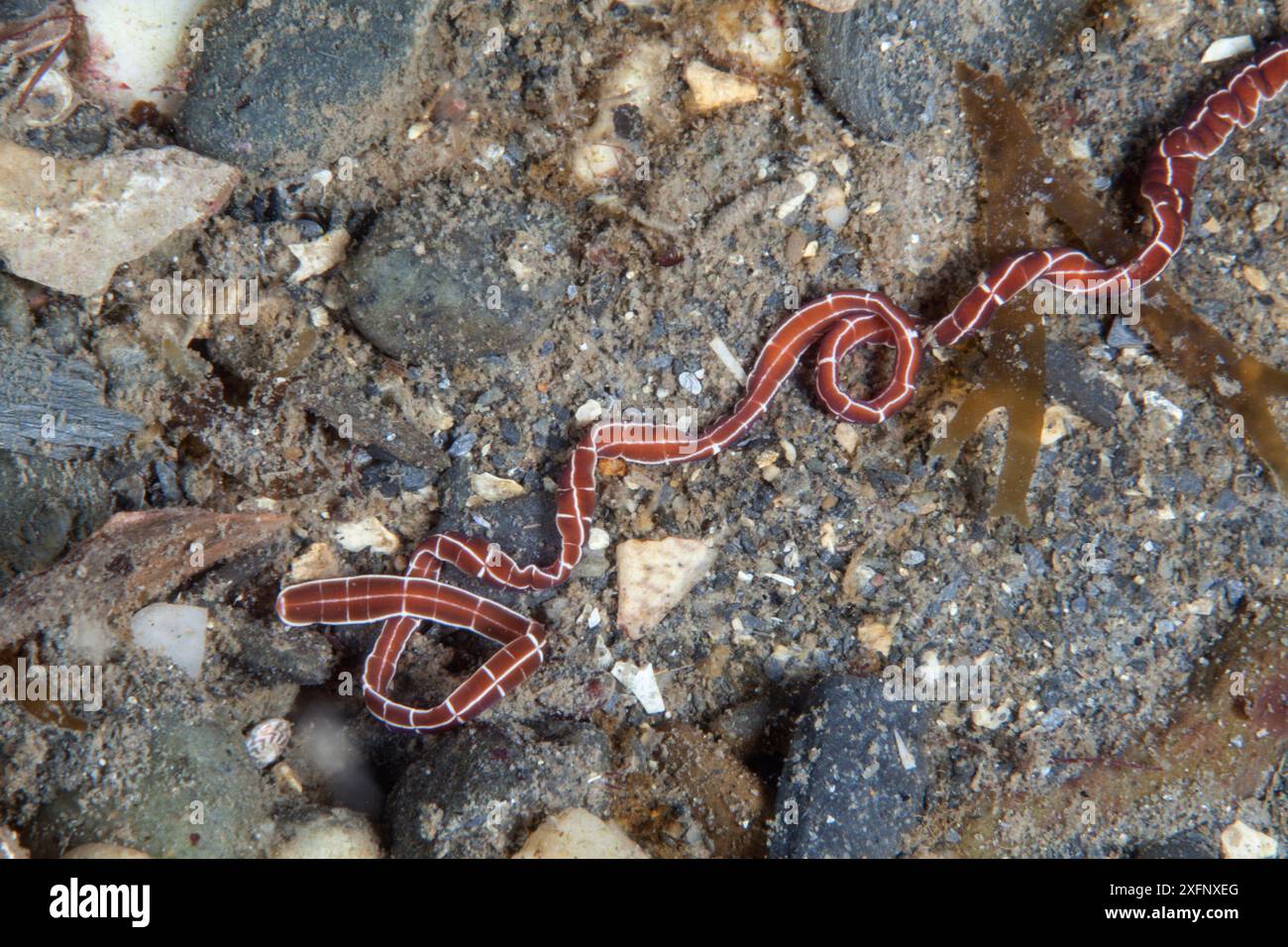 Underwater animals july uk hi-res stock photography and images - Alamy