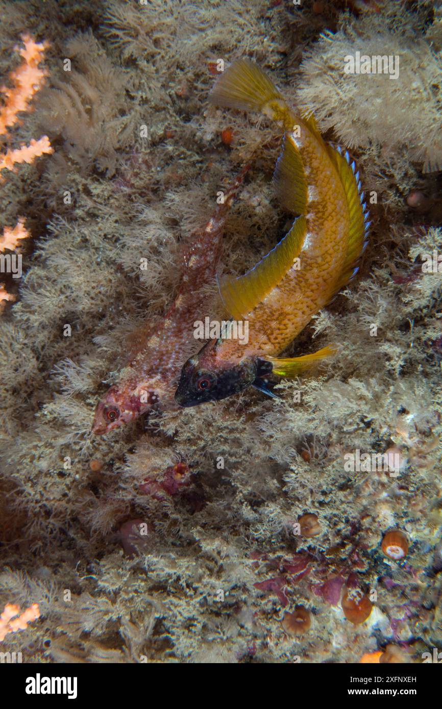 Black faced blenny (Tripterygion delaisi) female and male Sark, British ...
