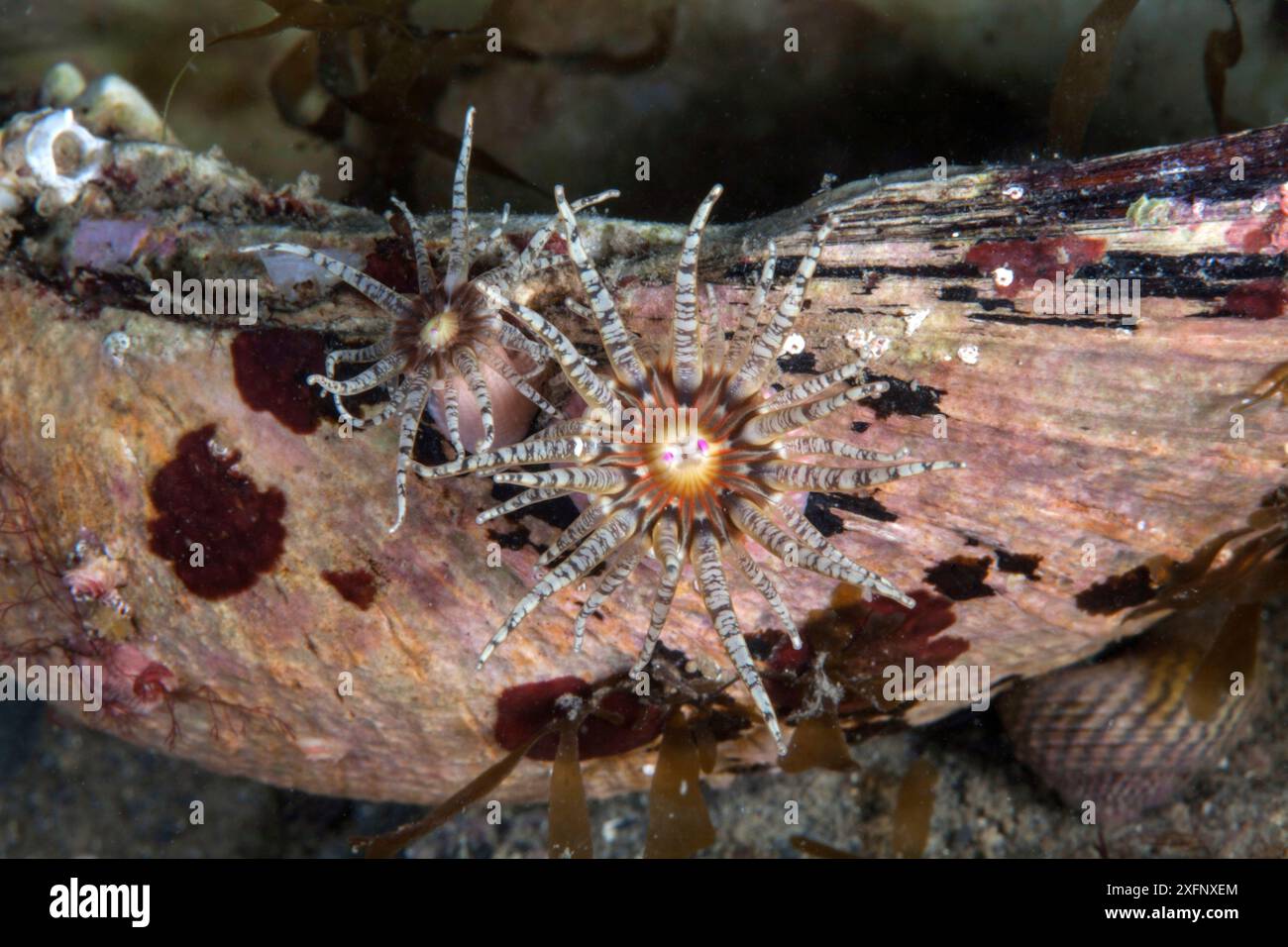 Gem anemones (Aulactinia verrucosa) Isle of Man, July Stock Photo - Alamy