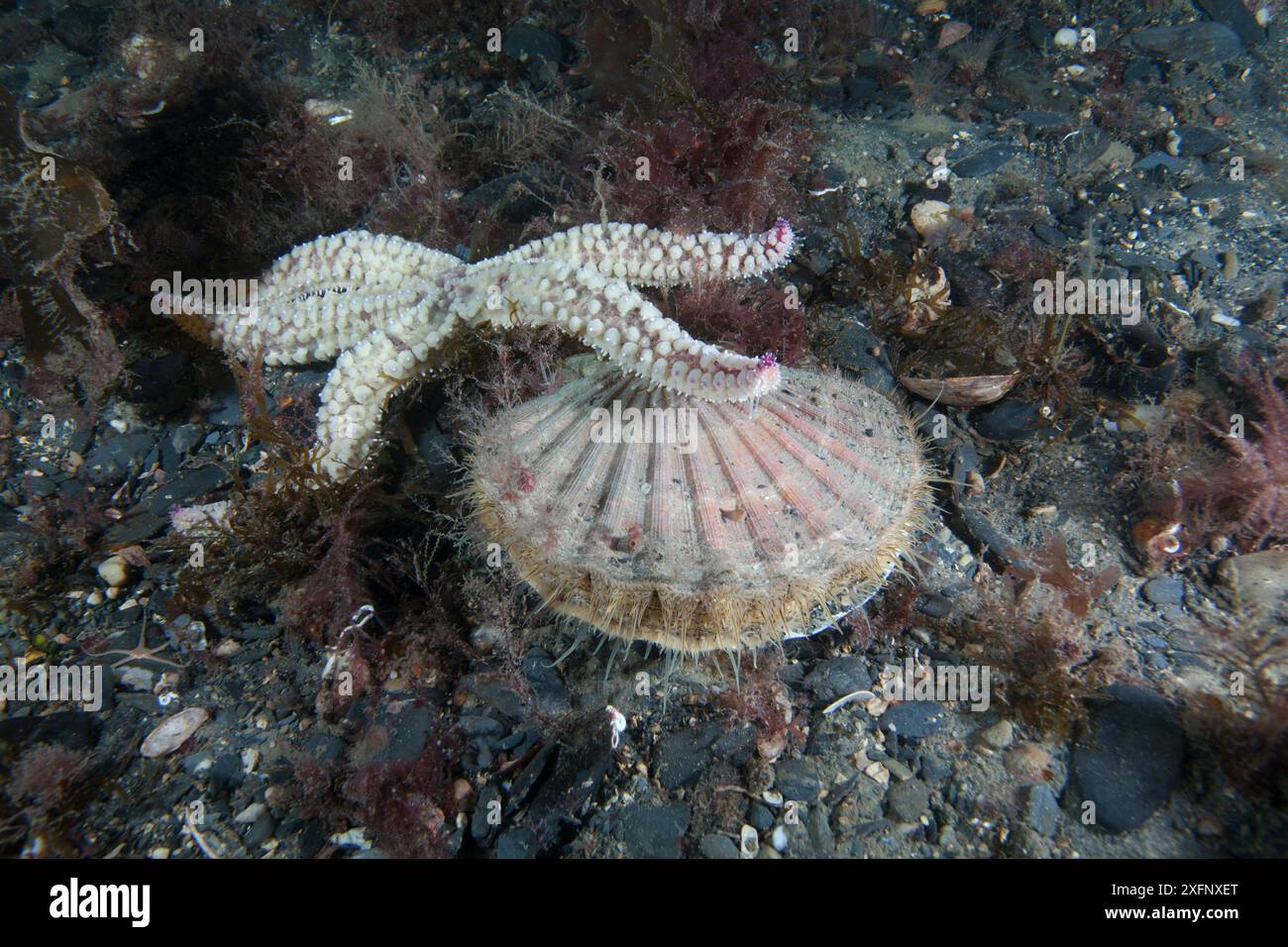 Spiny Starfish (Marthasterias glacialis) preying on Scallop (Pecten ...