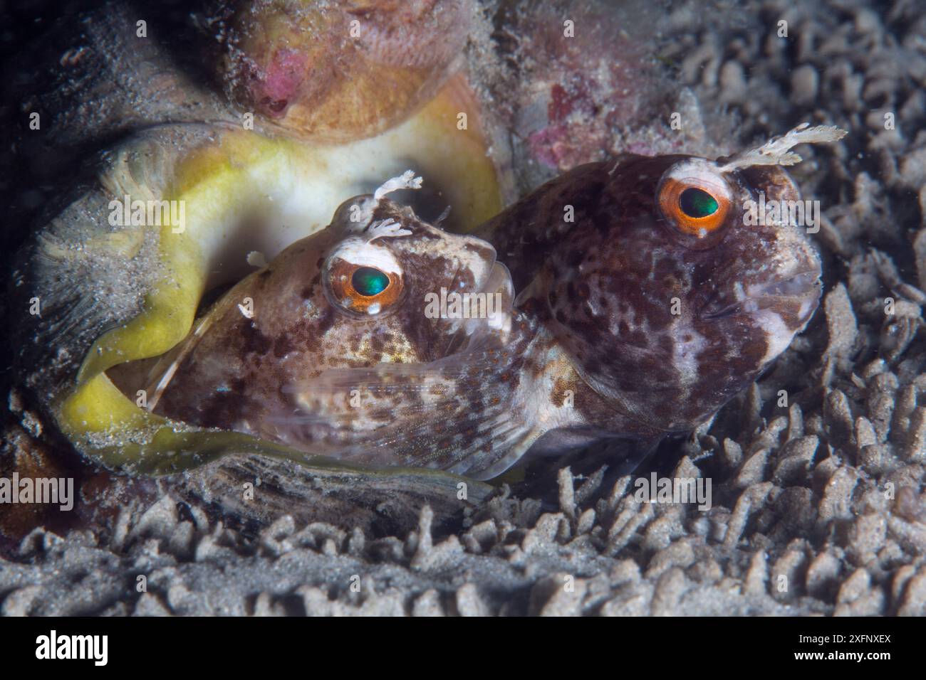 Butterfly blenny (Blennius ocellaris) Jersey, British Channel Islands ...