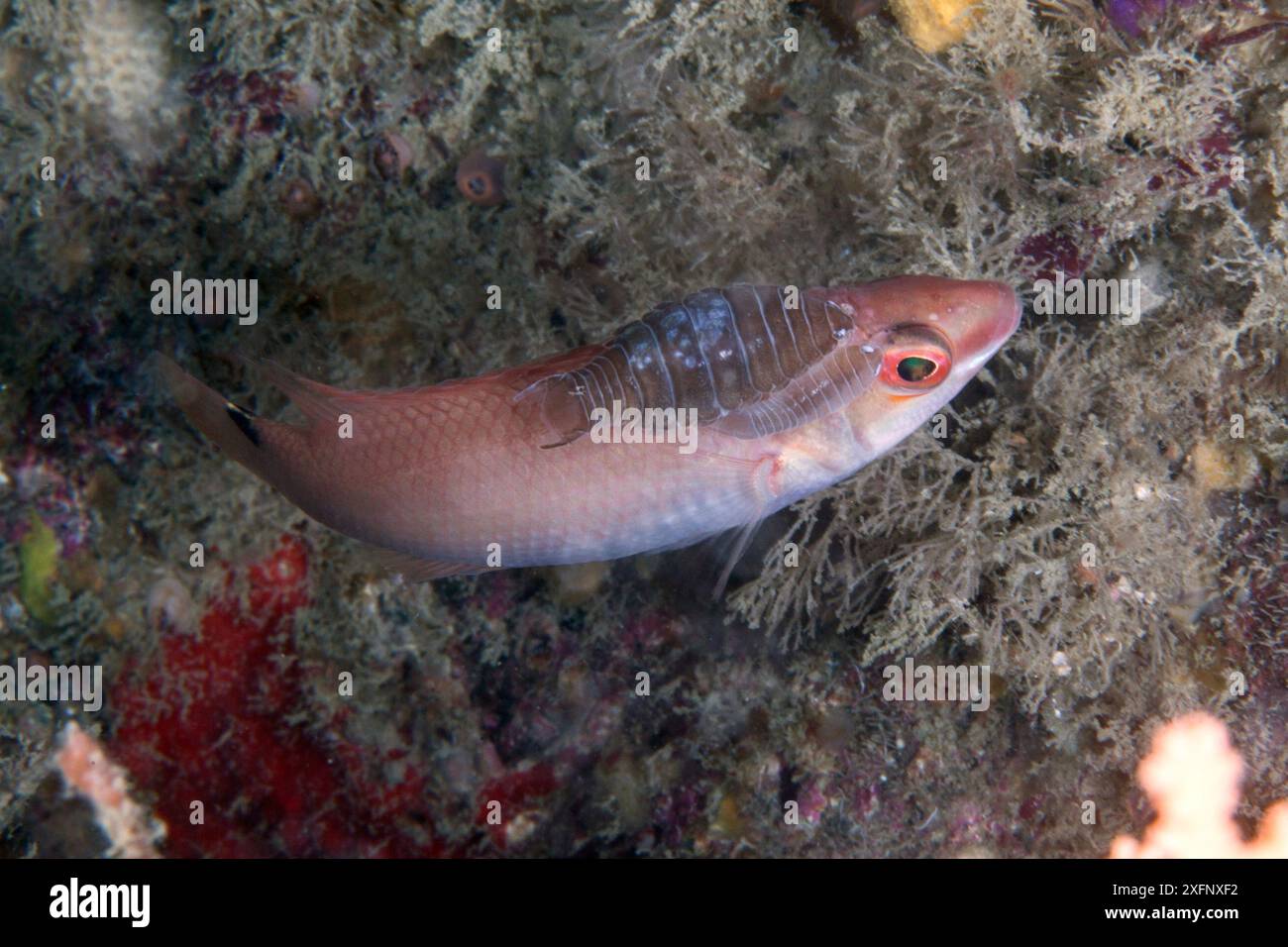 Parasitic fish isopod hi-res stock photography and images - Alamy
