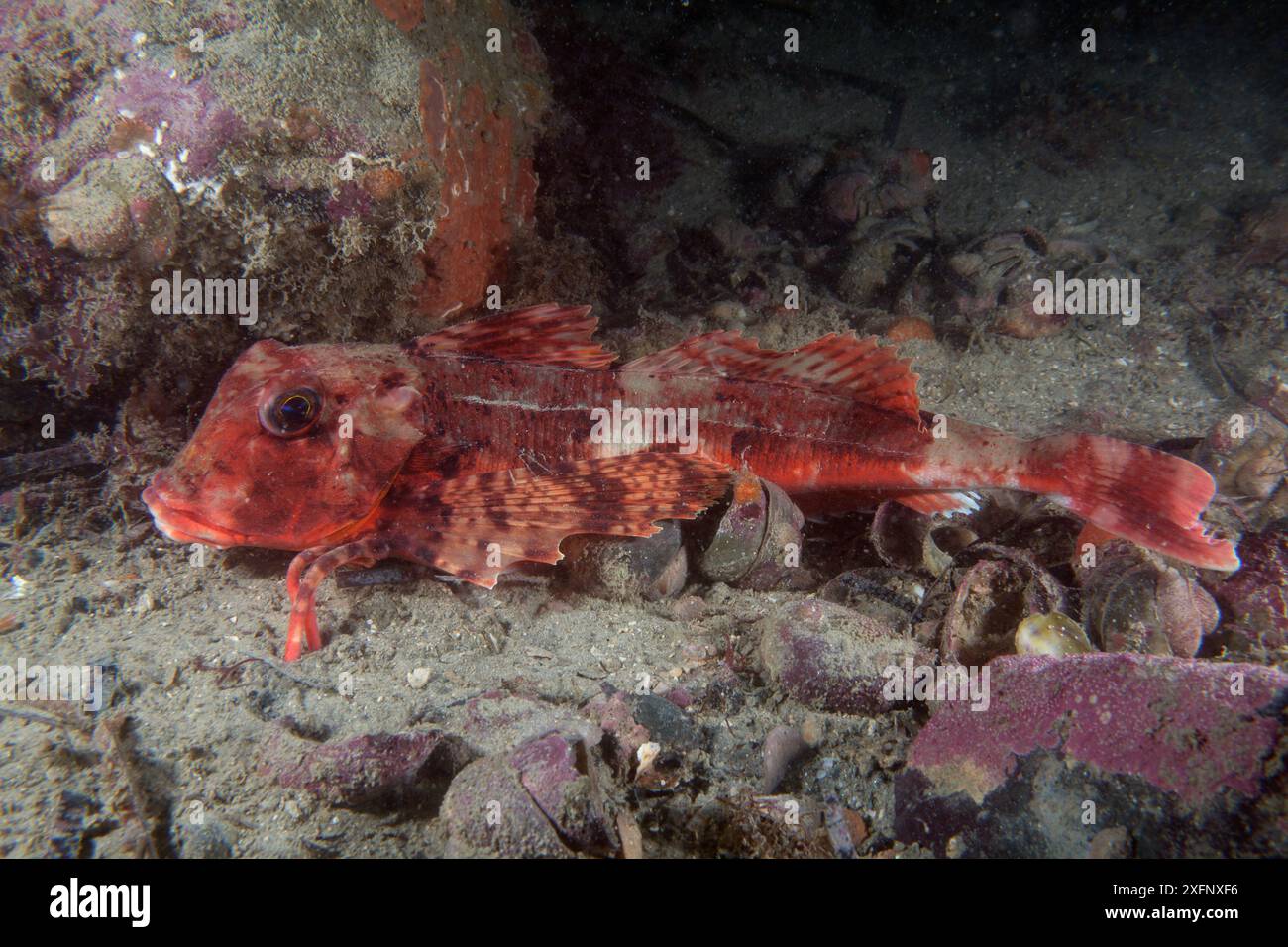 Streaked gurnard british hi-res stock photography and images - Alamy