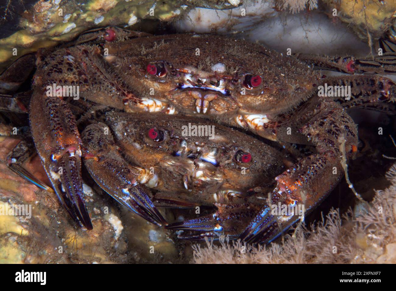 Velvet swimming crabs (Necora puber) mate guarding - male guarding ...