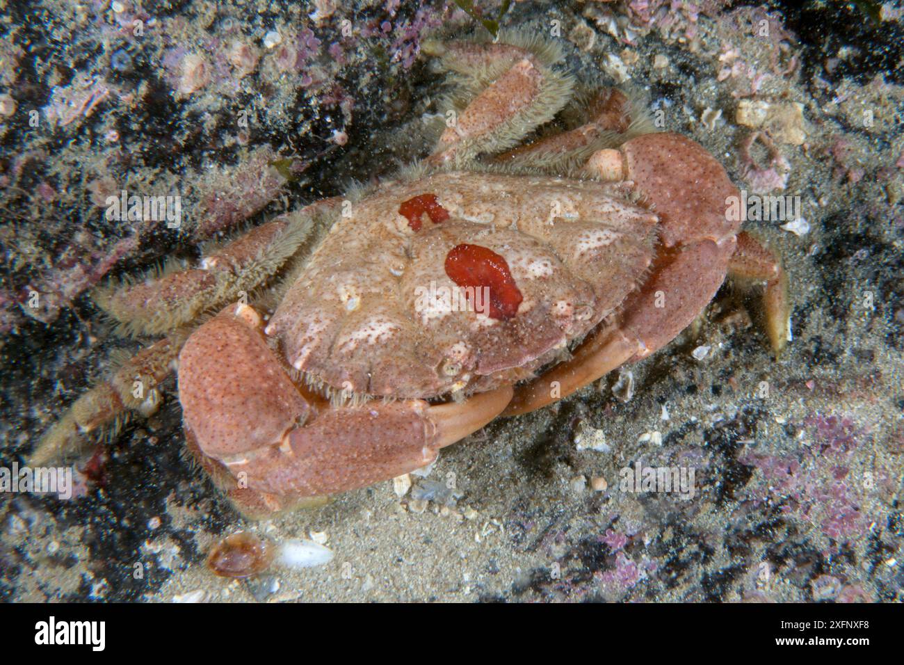 Risso's crab (Xantho pilipes) Sark, British Channel Islands, September ...