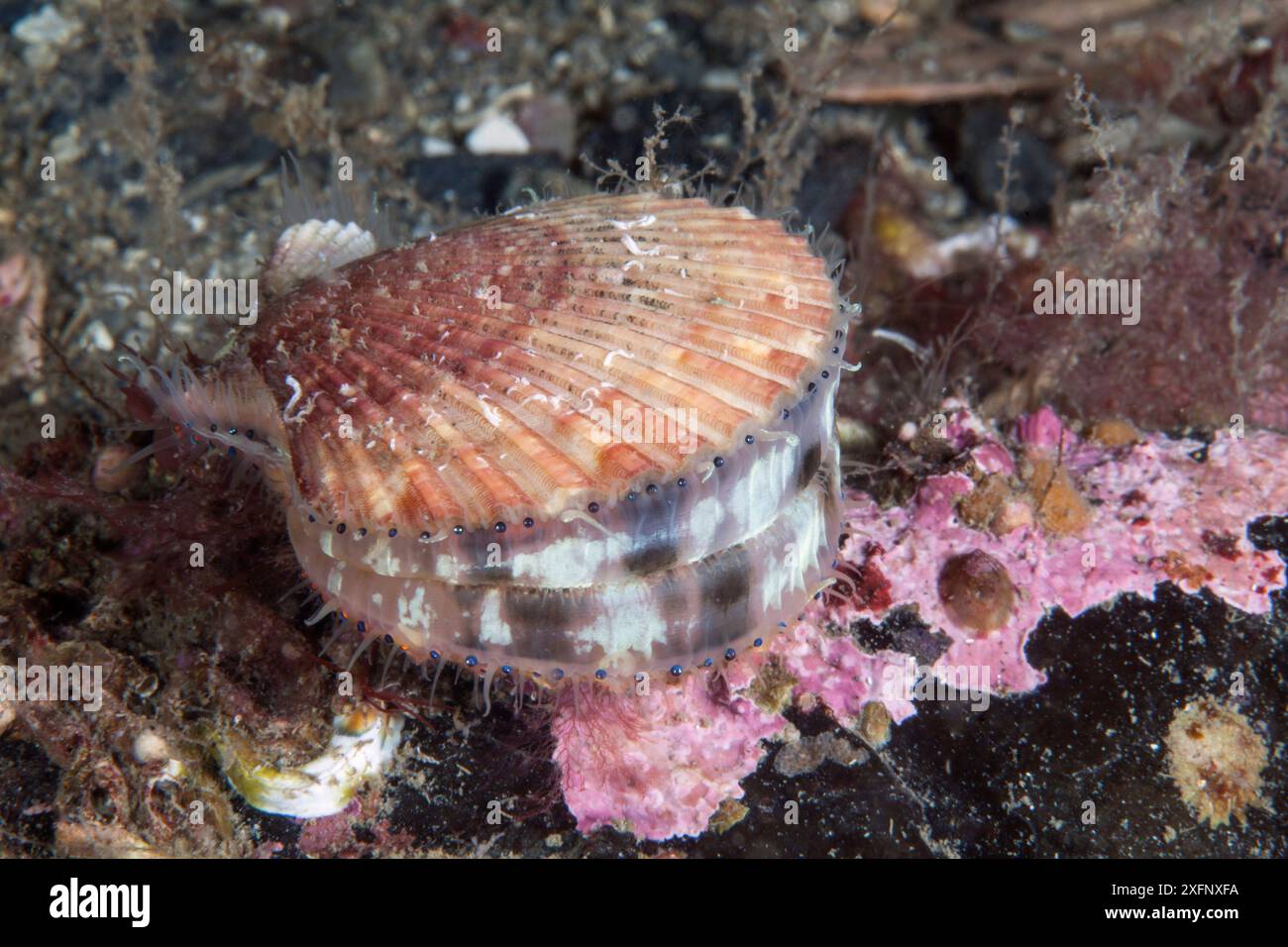 Queen scallop hi-res stock photography and images - Alamy