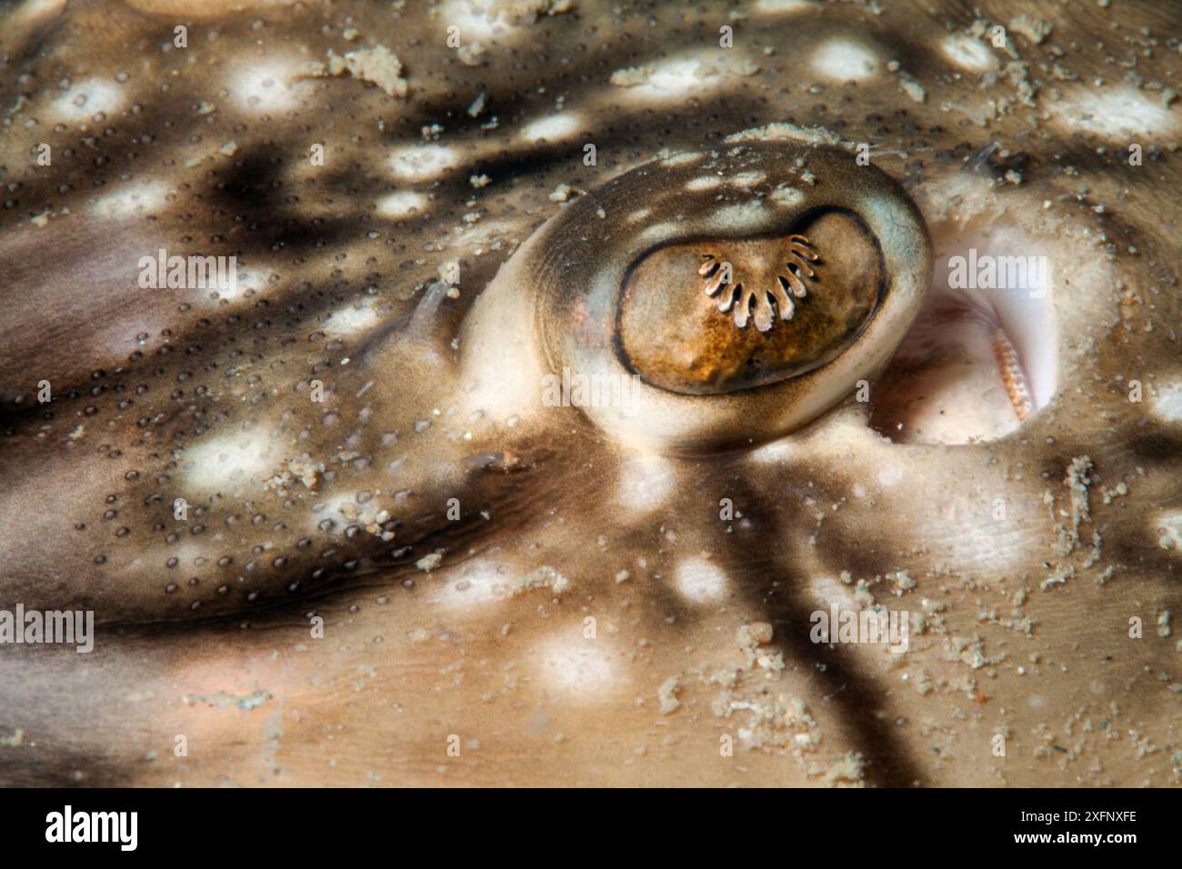 Eye of undulate ray (Raja undulata) Jersey, British Channel Islands ...