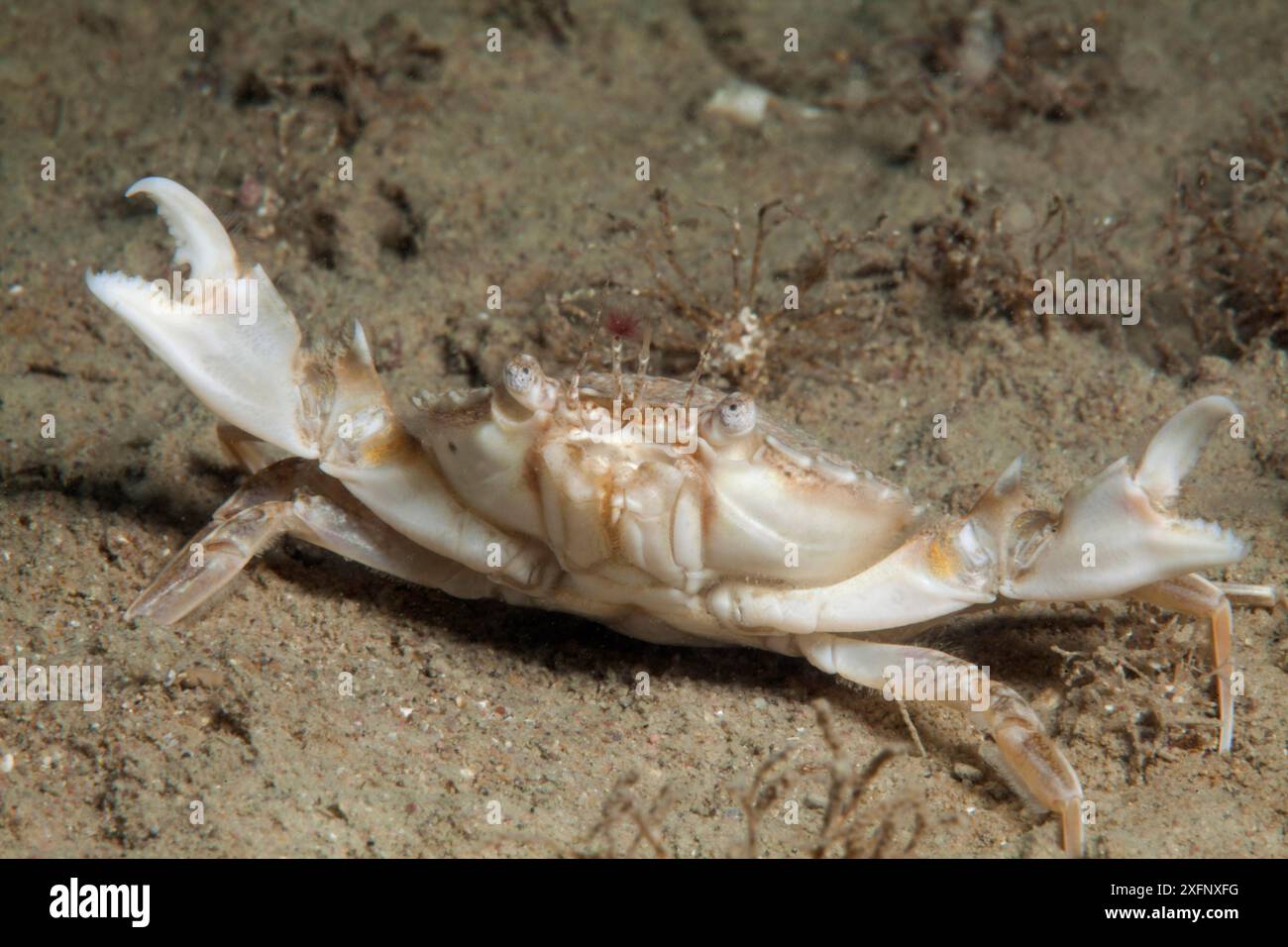 Crab swimming crab portunidae hi-res stock photography and images - Alamy