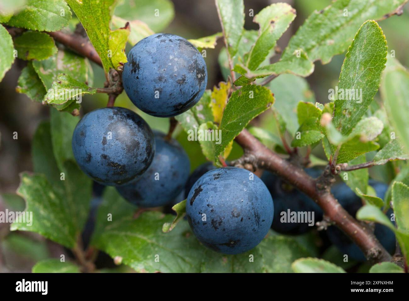 Sloes october hi-res stock photography and images - Alamy